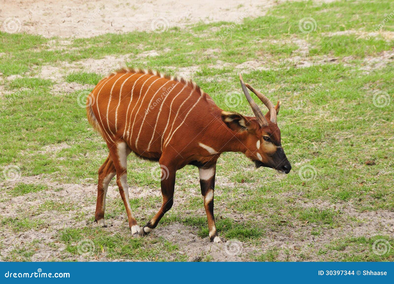 Bongo stock photo. Image of stripped, antelope, deer - 30397344