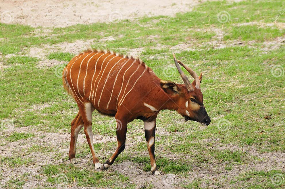 Bongo stock photo. Image of stripped, antelope, deer - 30397344