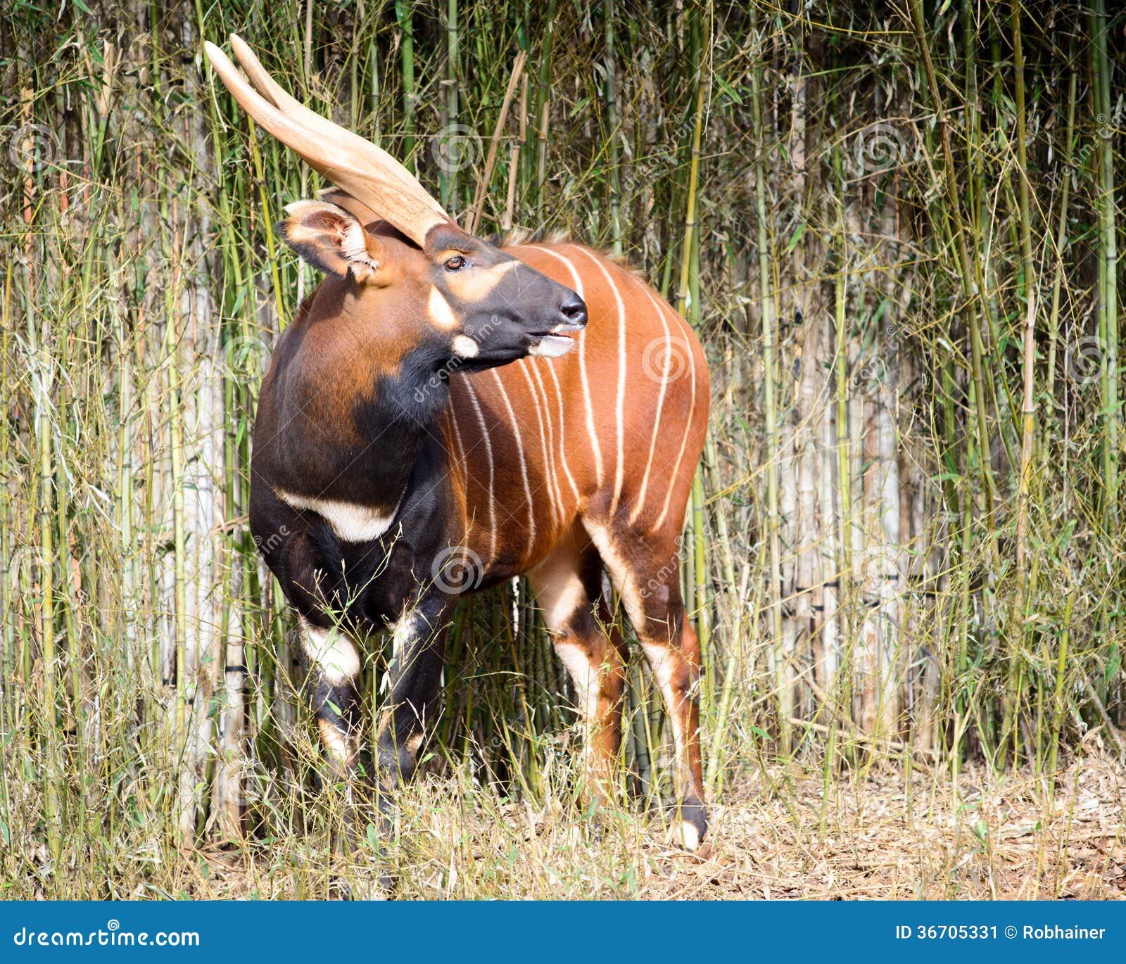 Bongo antelope stock image. Image of safari, standing - 36705331