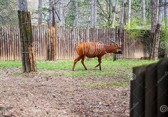 Bongo Antelope Walks through Forest Stock Photo - Image of bongo ...