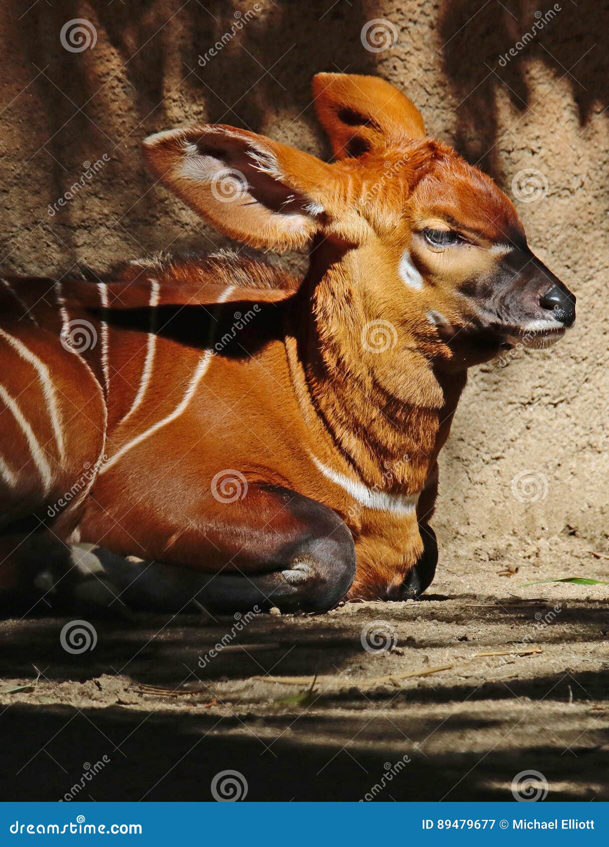 Bongo stock image. Image of bongo, fauna, forest, african - 89479677