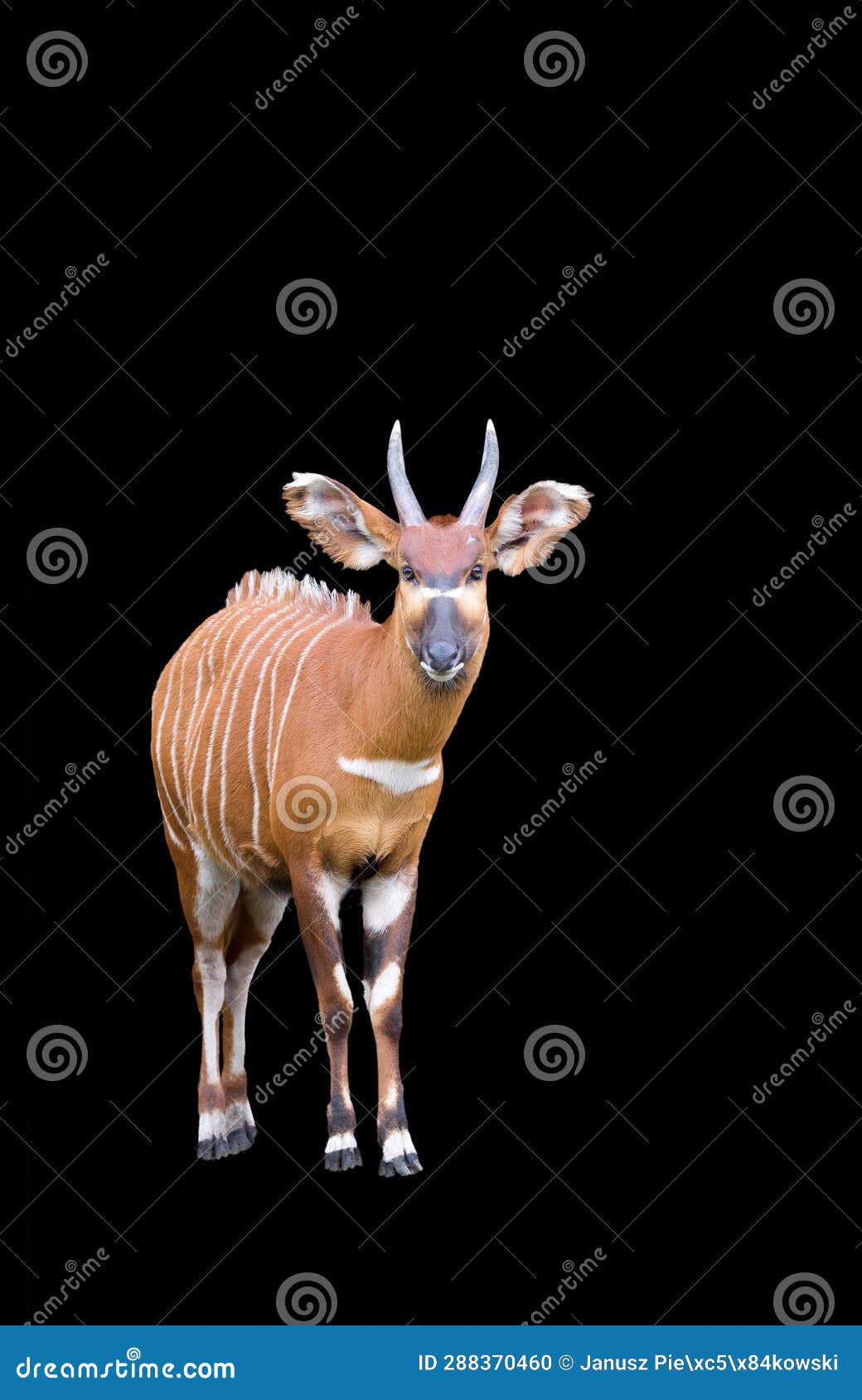 Bongo on a Black Background Stock Photo - Image of antelope, standing ...