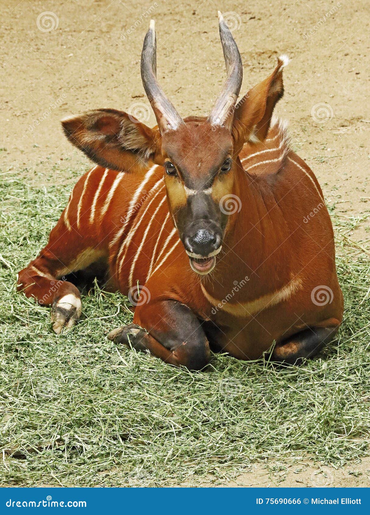 Bongo stock photo. Image of buck, antelope, bongo, herbivore - 75690666