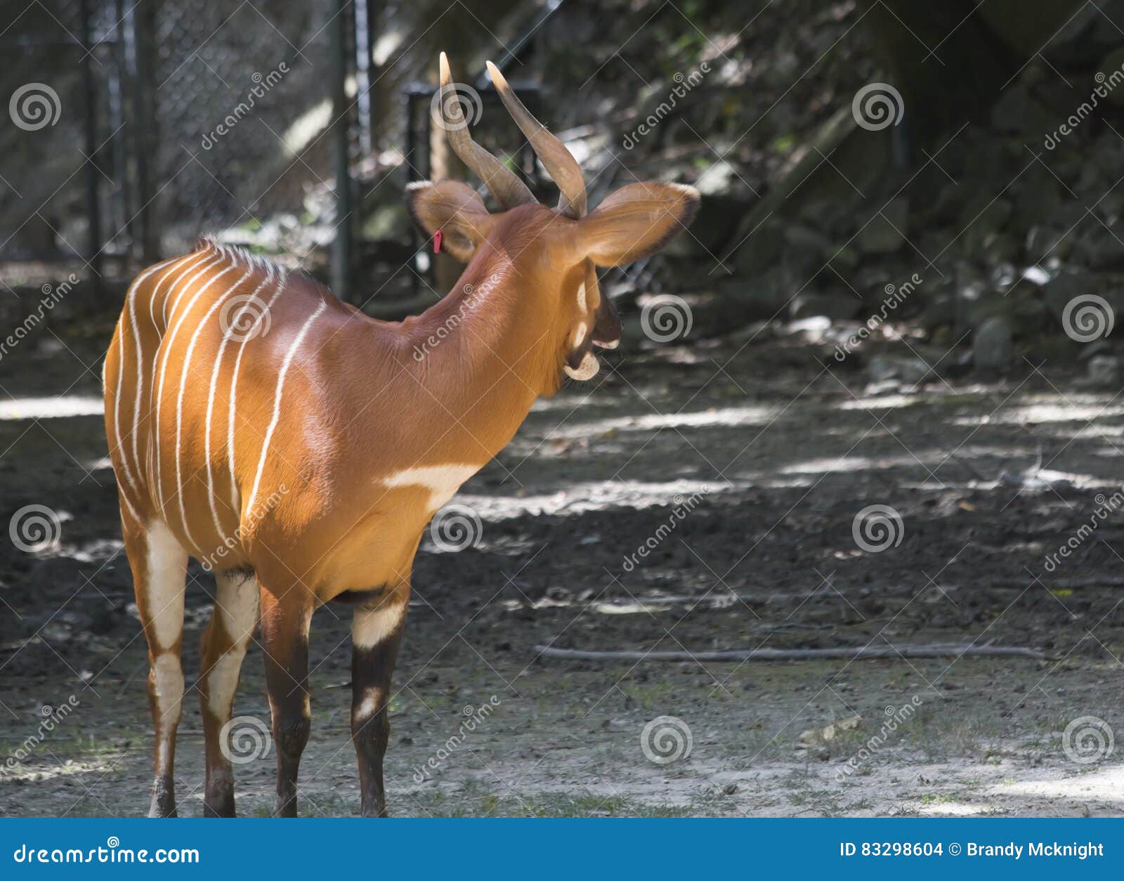 Bongo stock photo. Image of chestnut, africa, beauty - 83298604