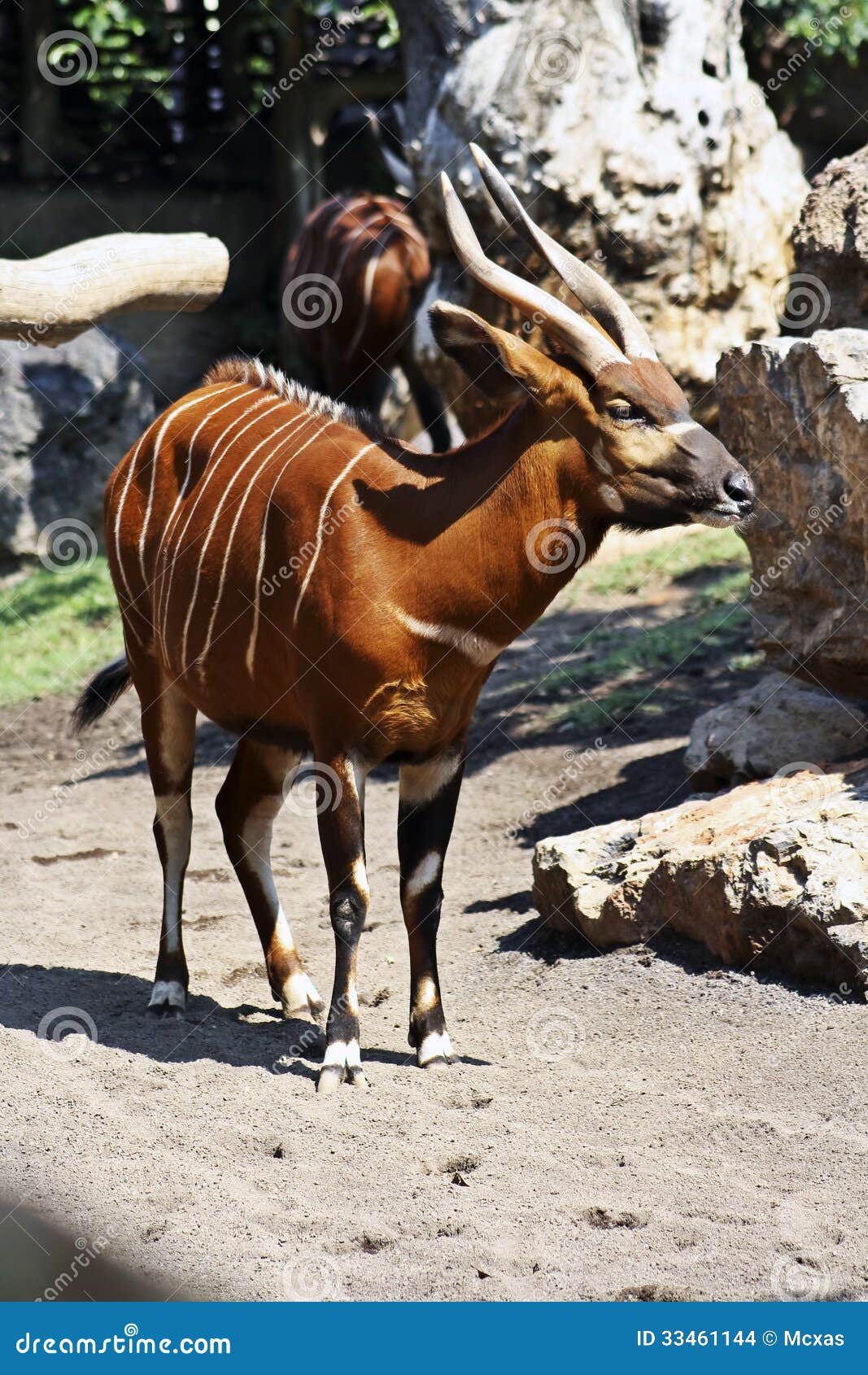 Bongo stock photo. Image of horns, animal, black, tragelaphus - 33461144