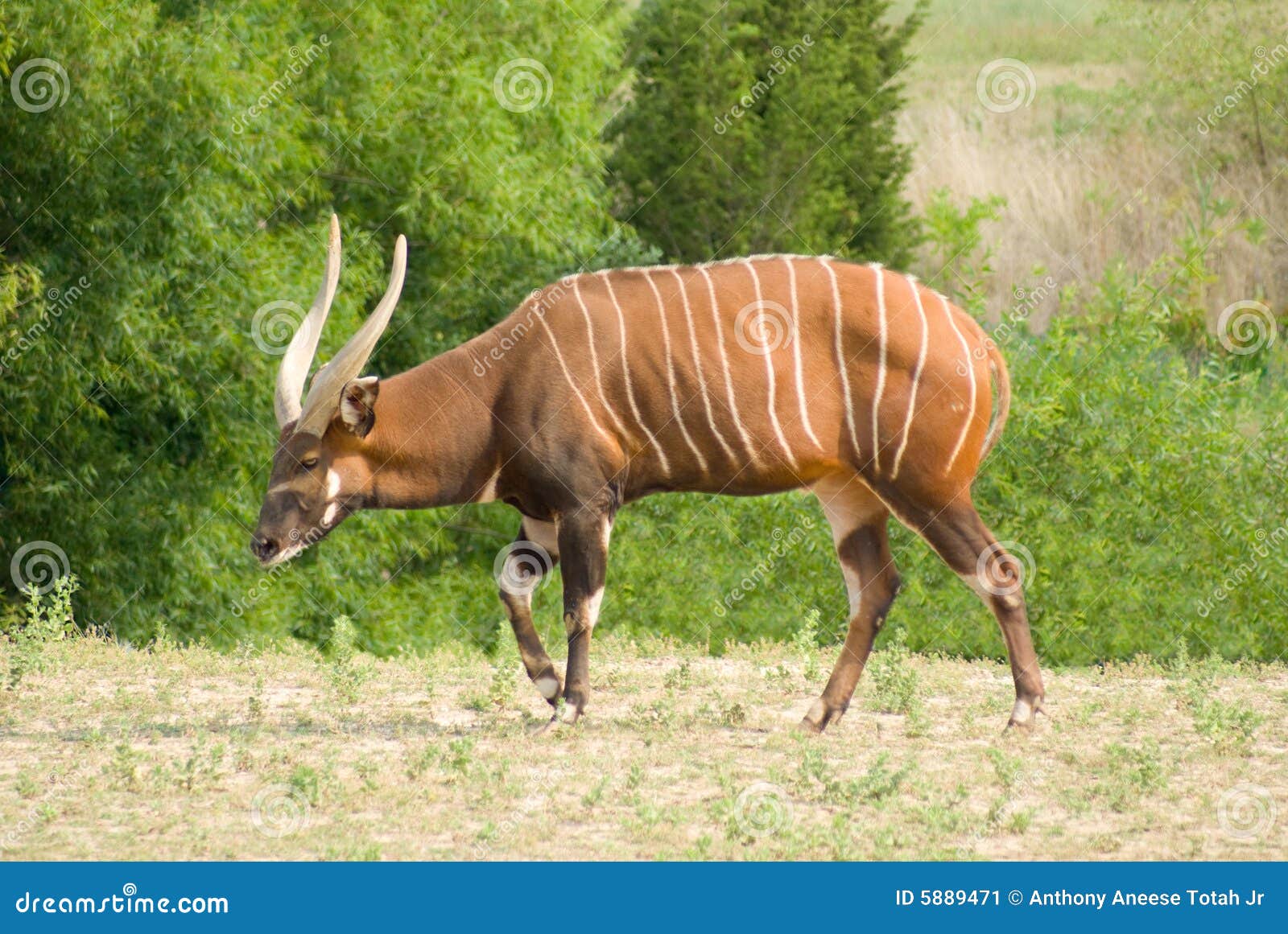 Bongo de montagne image stock. Image du kenya, espèces - 5889471