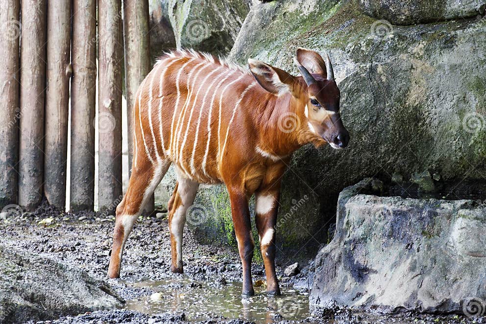 Bongo Deer ,Tragelaphus Eurycerus Stock Photo - Image of african, shade ...