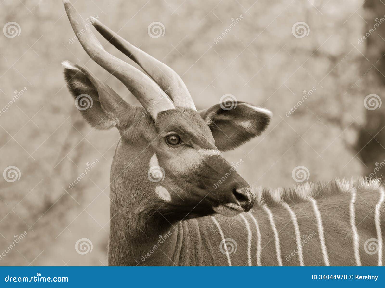 Bongo stock photo. Image of strip, mammal, herd, bongo - 34044978