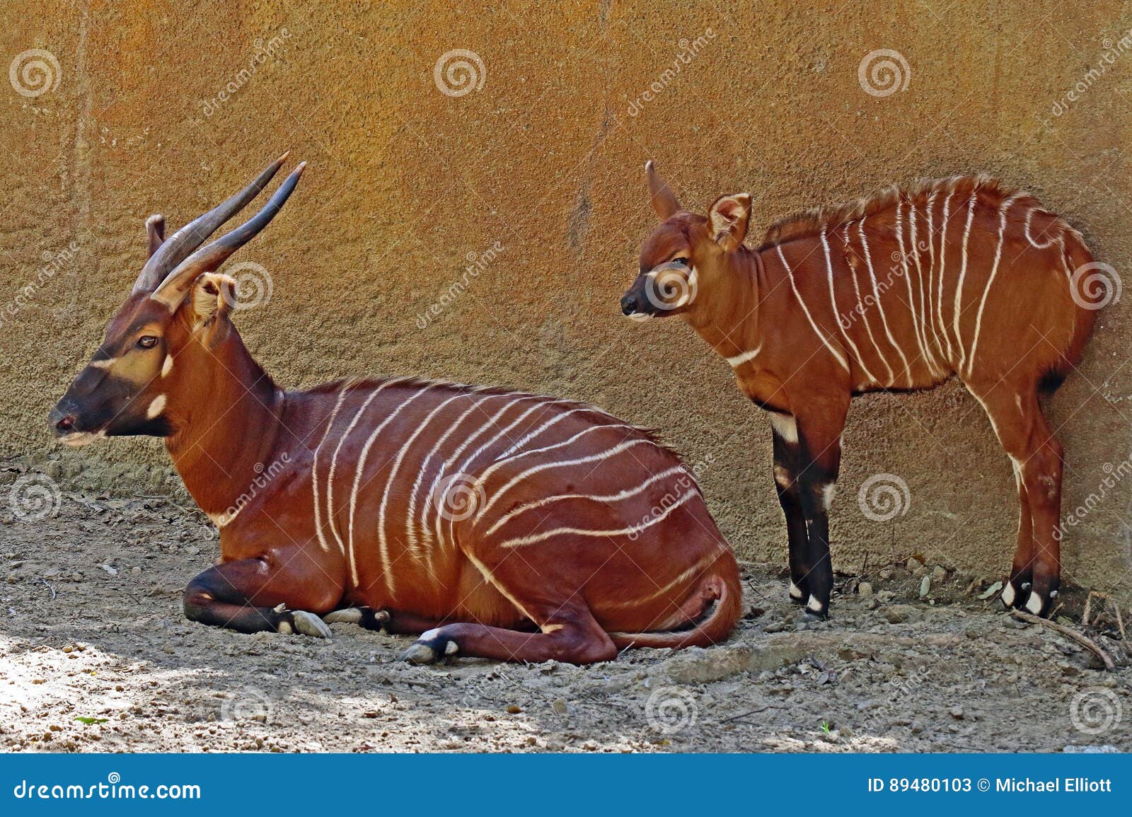 Bongo stock image. Image of antelopes, look, bongo, outdoors - 89480103