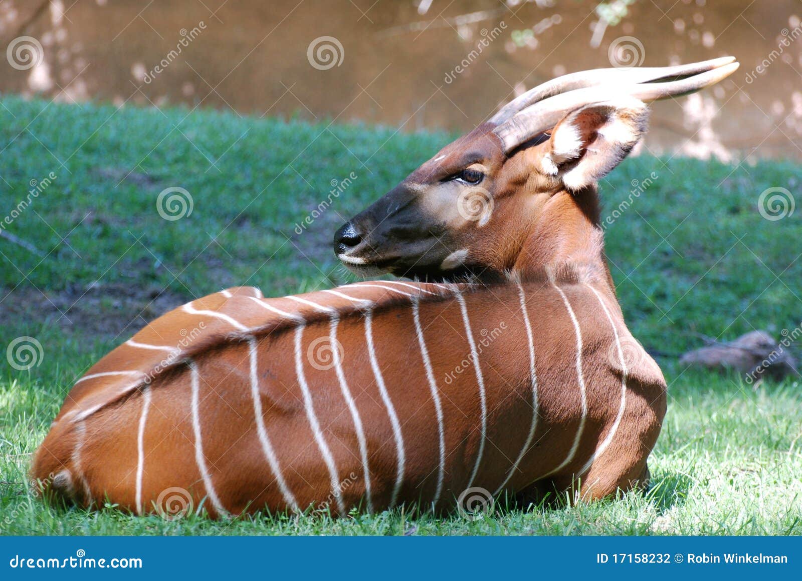 Bongo profile stock photo. Image of gaze, gazing, ground - 17158232