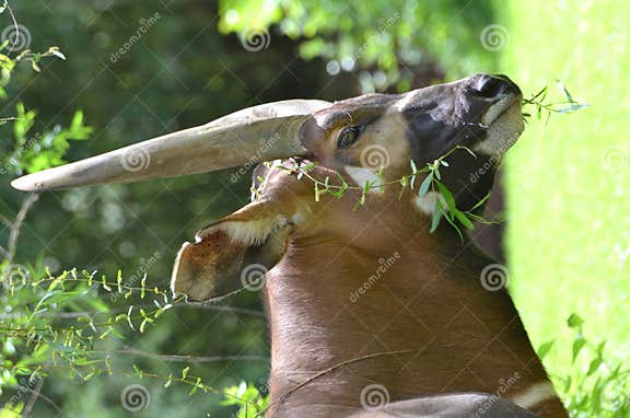Bongo snack stock photo. Image of branches, leaf, bite - 19597976
