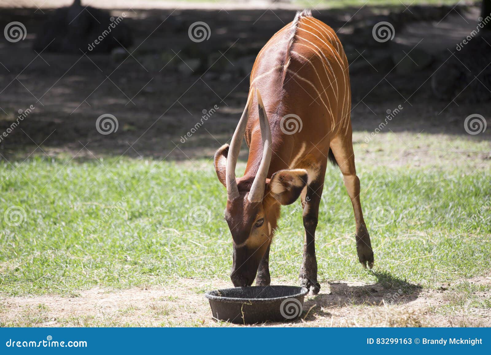 Bongo stock image. Image of bowl, endangered, herbivore - 83299163