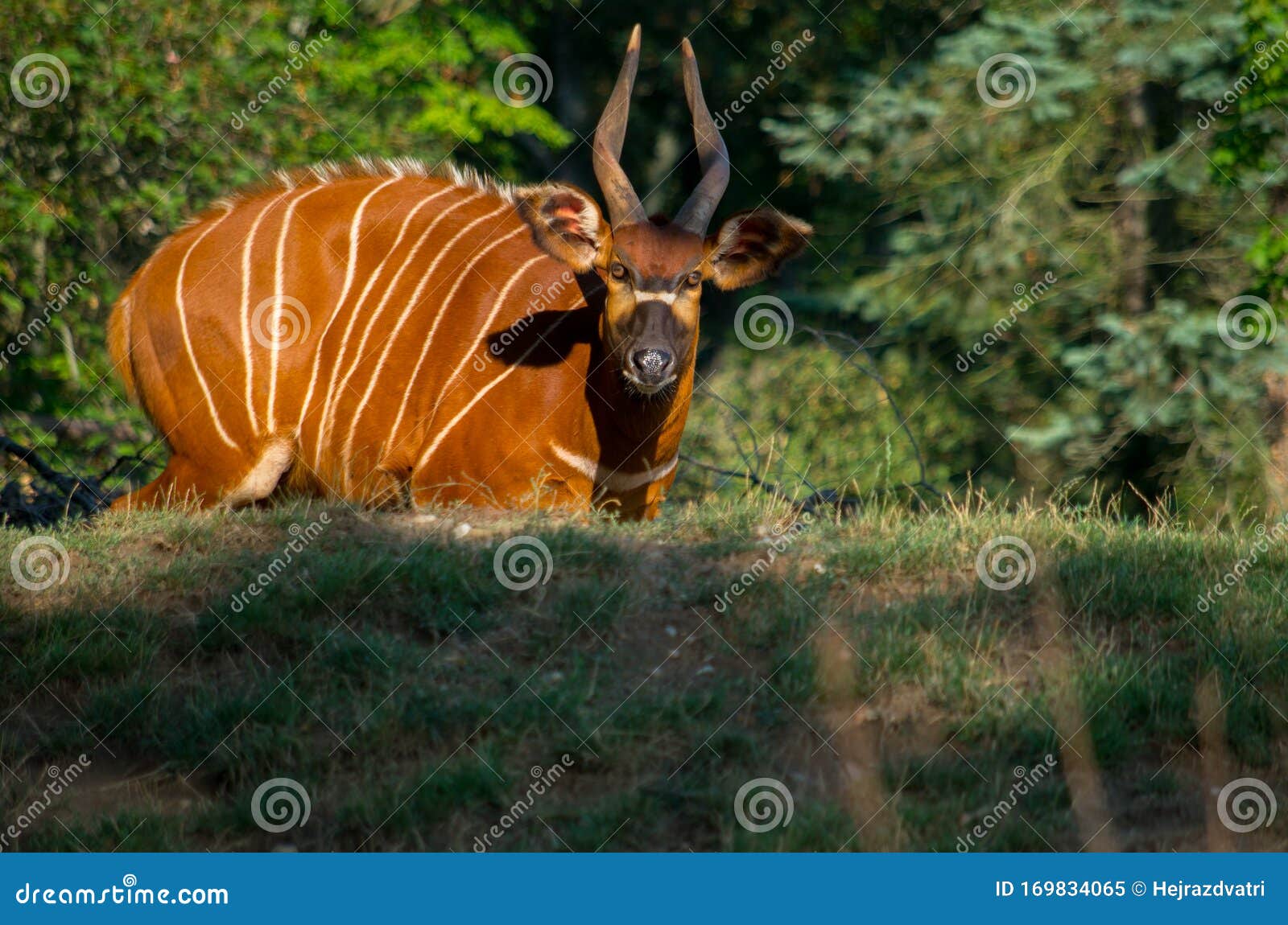 The Bongo, Tragelaphus Eurycerus Stock Image - Image of african, green ...