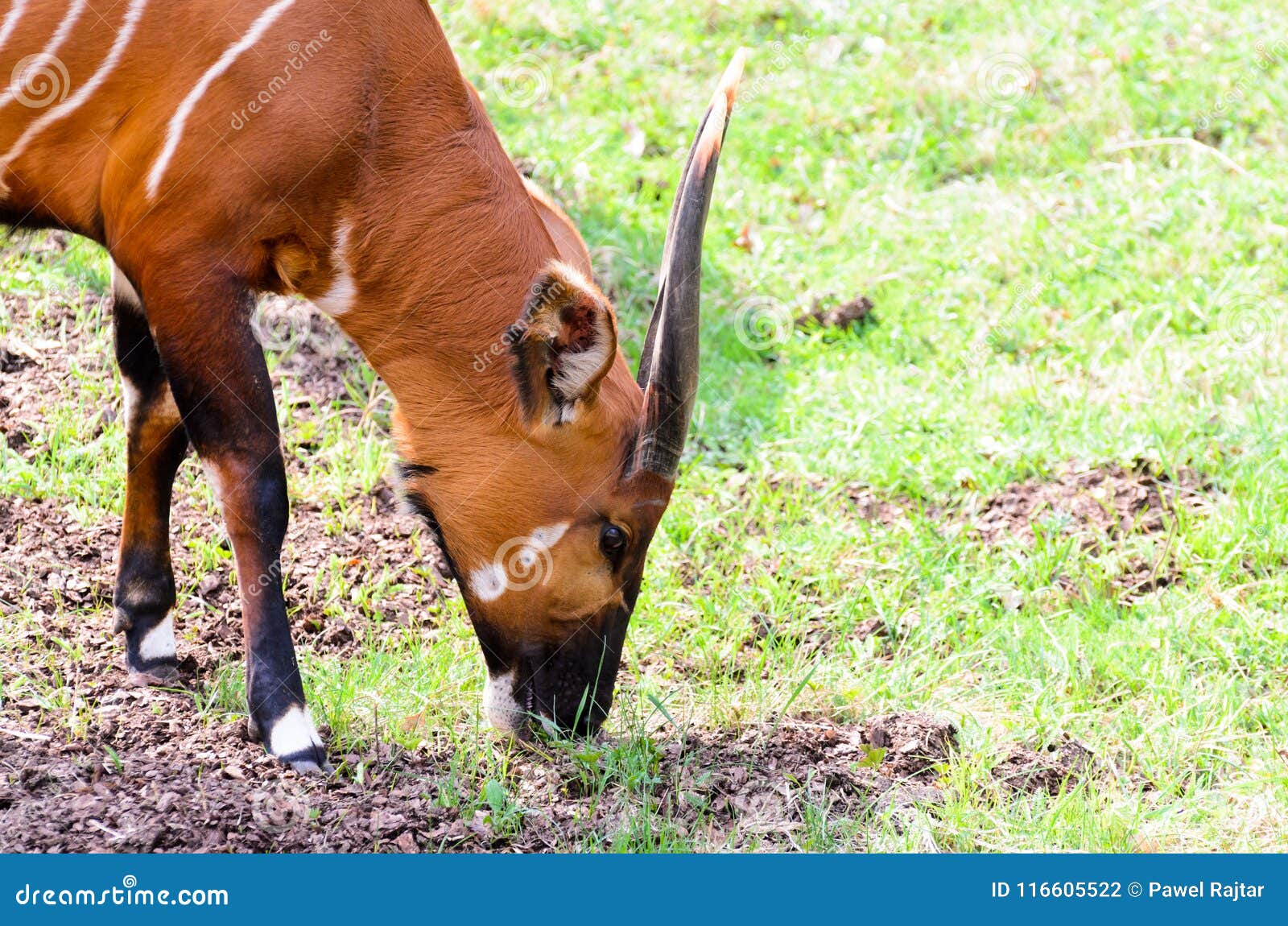 Bongo Tragelaphus Eurycerus Isaaci Eats Grass on a Sunny Spring Morning ...