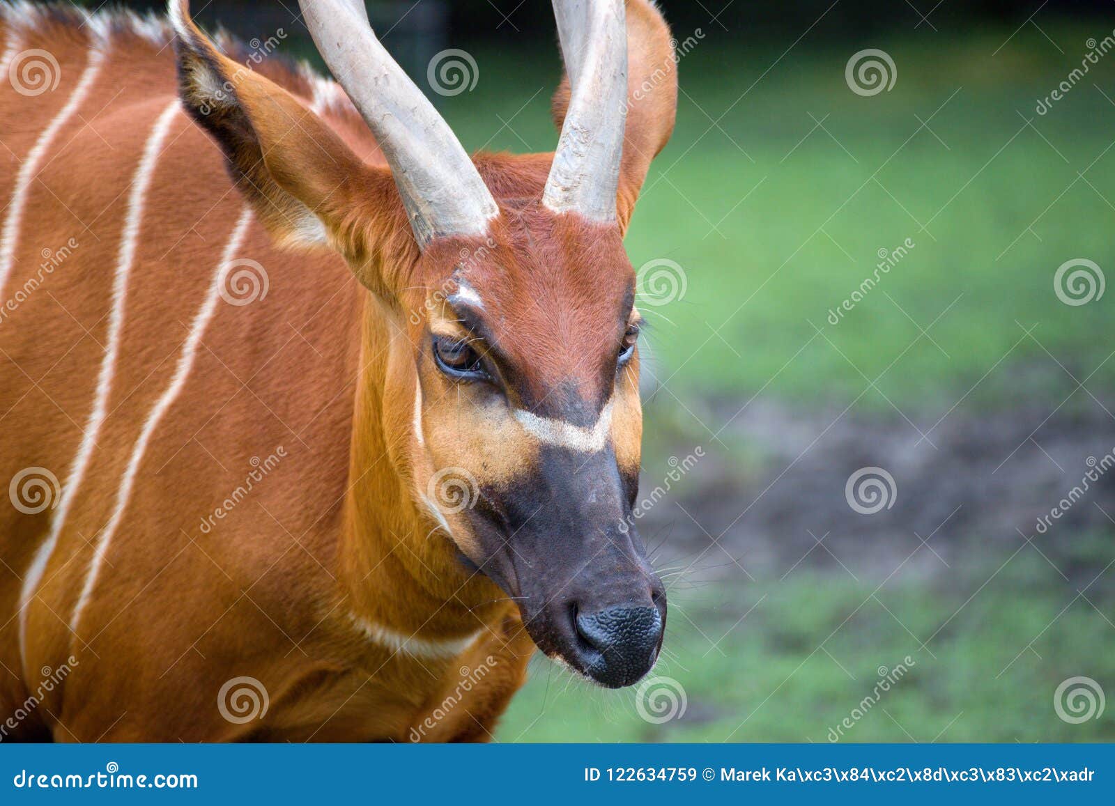 Bongo, Tragelaphus Eurycerus - the Largest Forest Antelope Stock Image ...