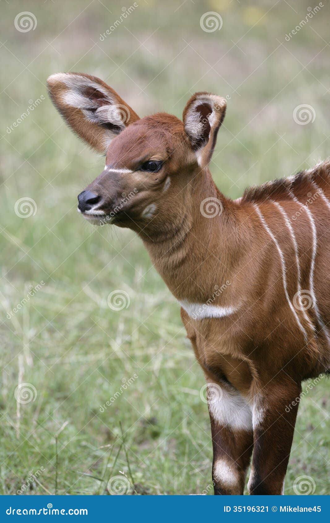 Bongo, Tragelaphus Eurycerus Stock Image - Image of grass, nature: 35196321