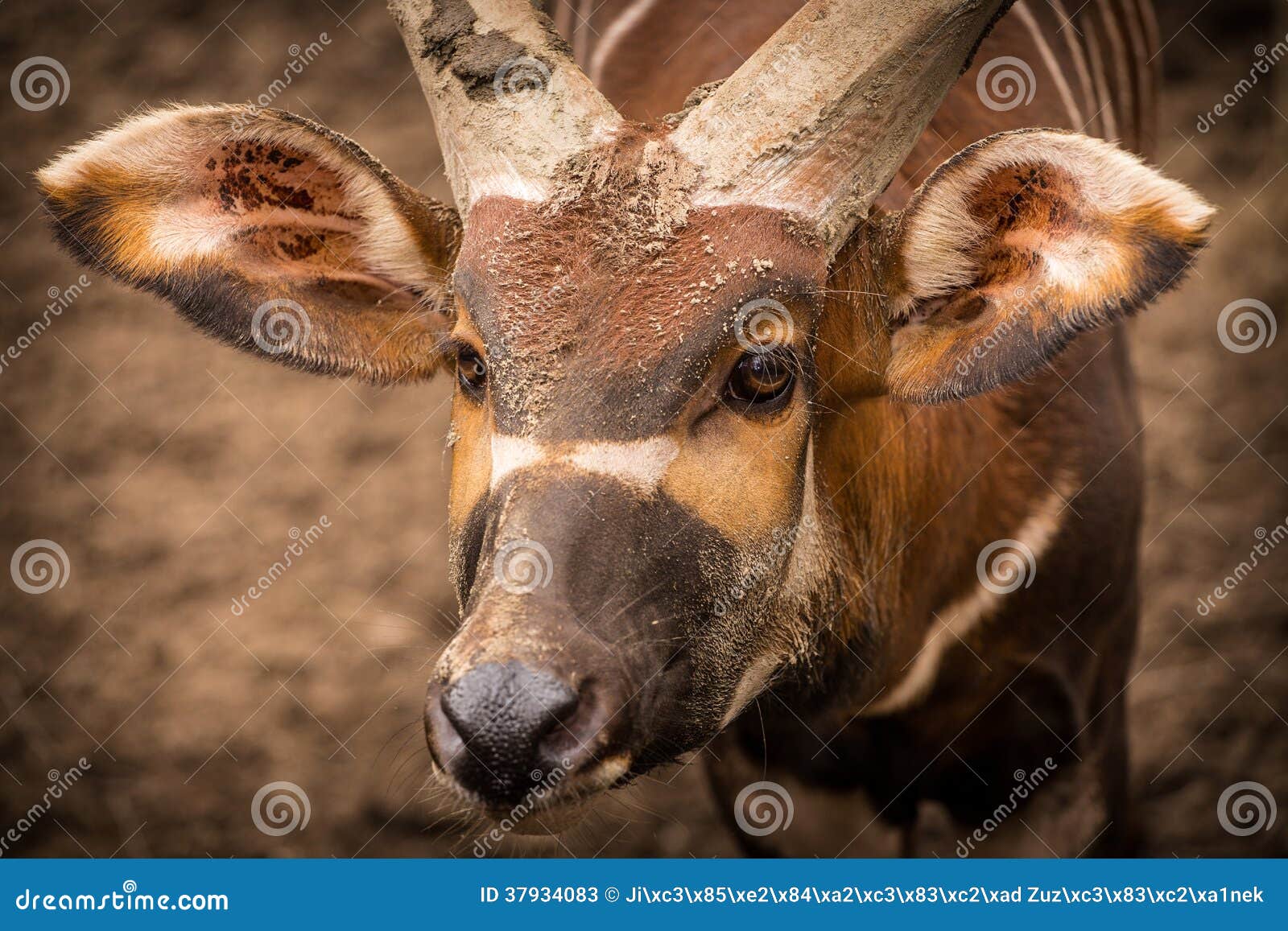 Bongo stock image. Image of tragelaphus, animals, eurycerus - 37934083