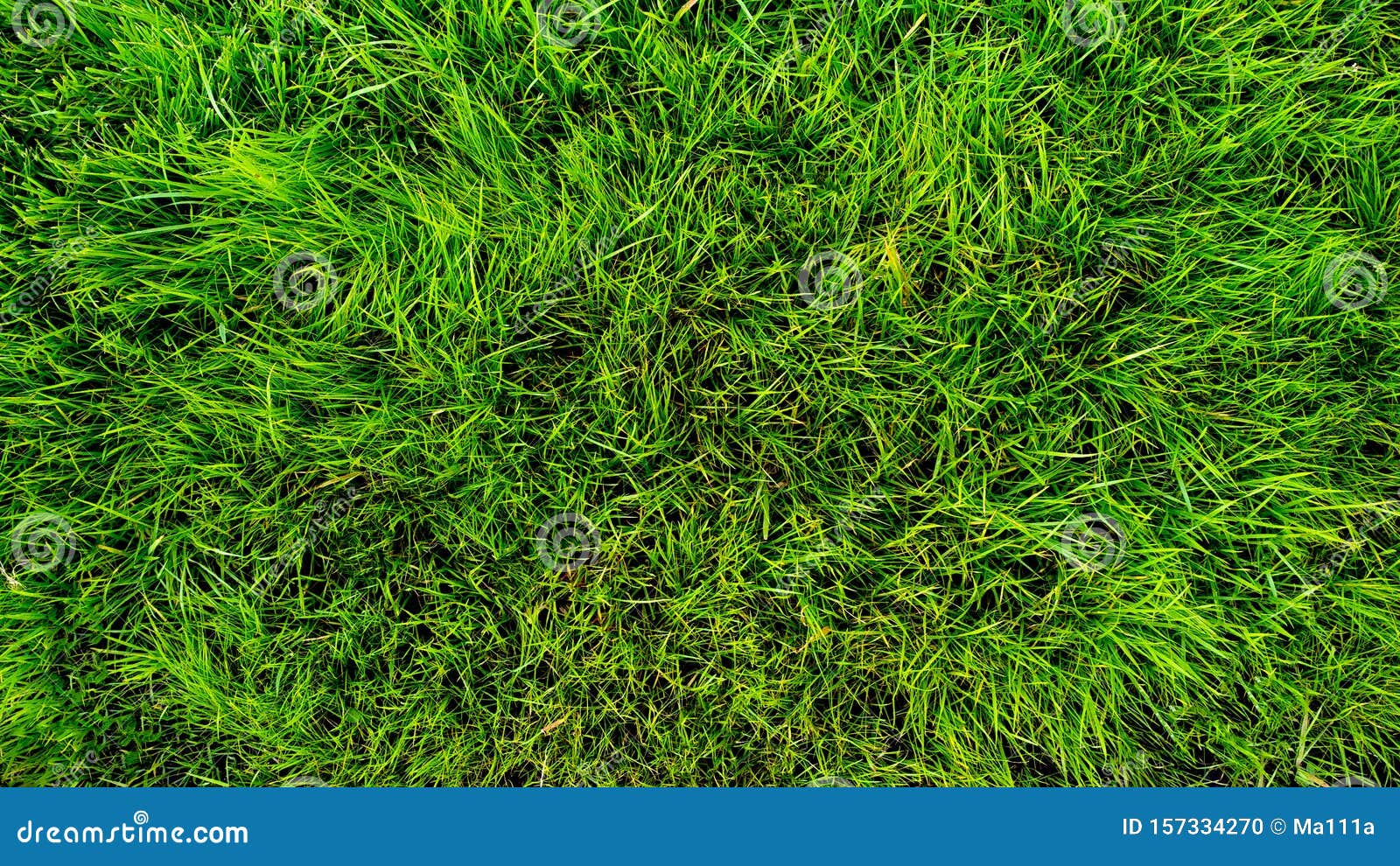 Bonita textura de hierba foto de archivo. Imagen de segado - 157334270