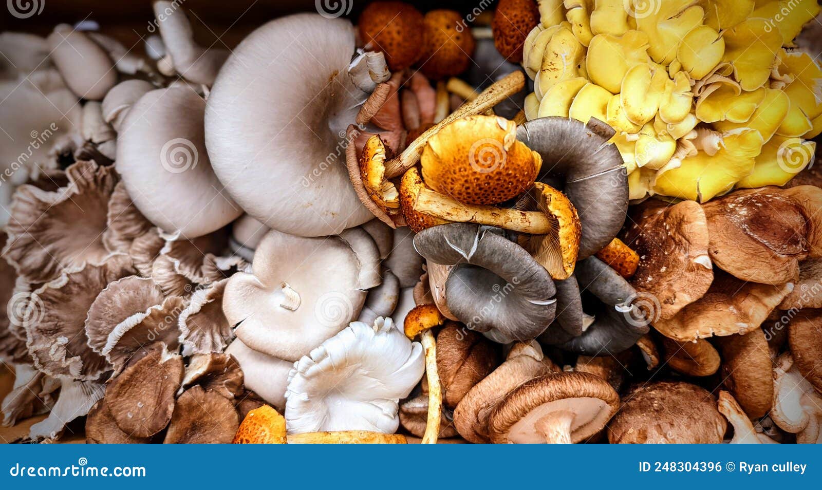 Bonitas setas de colores foto de archivo. Imagen de hermoso - 248304396