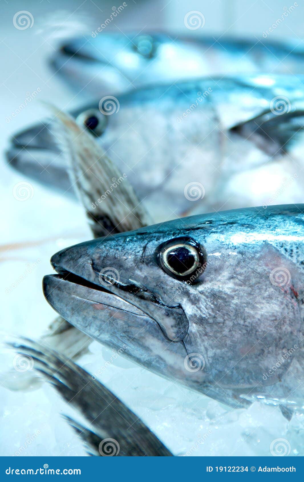 Bonito stock photo. Image of catch, head, fish, food - 19122234