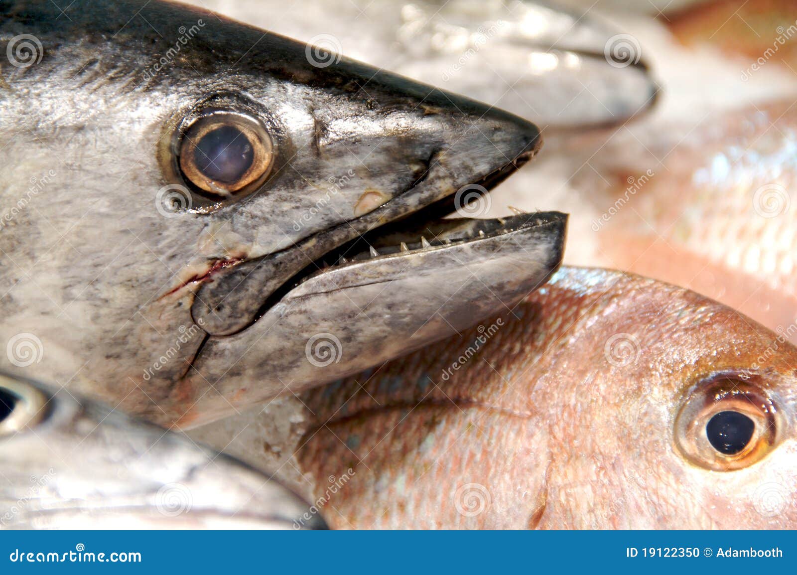 Bonito stock photo. Image of catch, food, nutrition, gill - 19122350