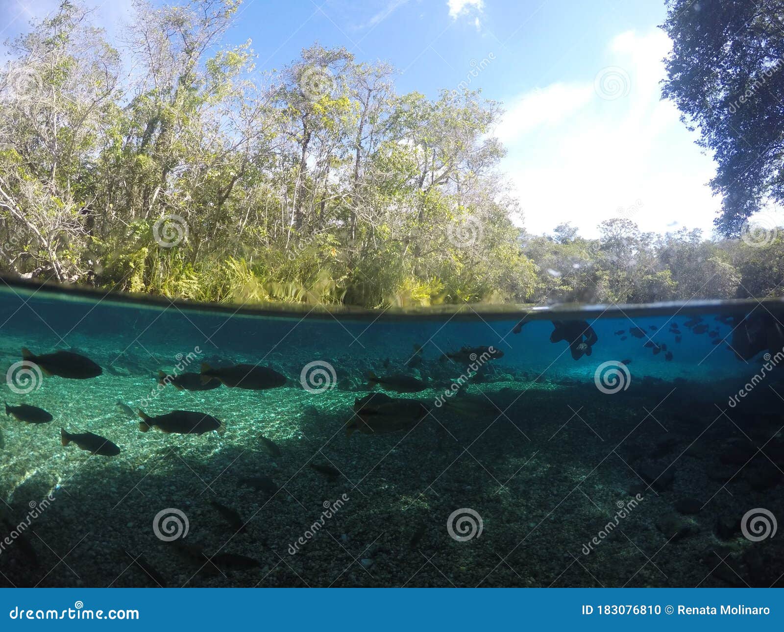 Bonito - Brazil stock photo. Image of brazil, river - 183076810