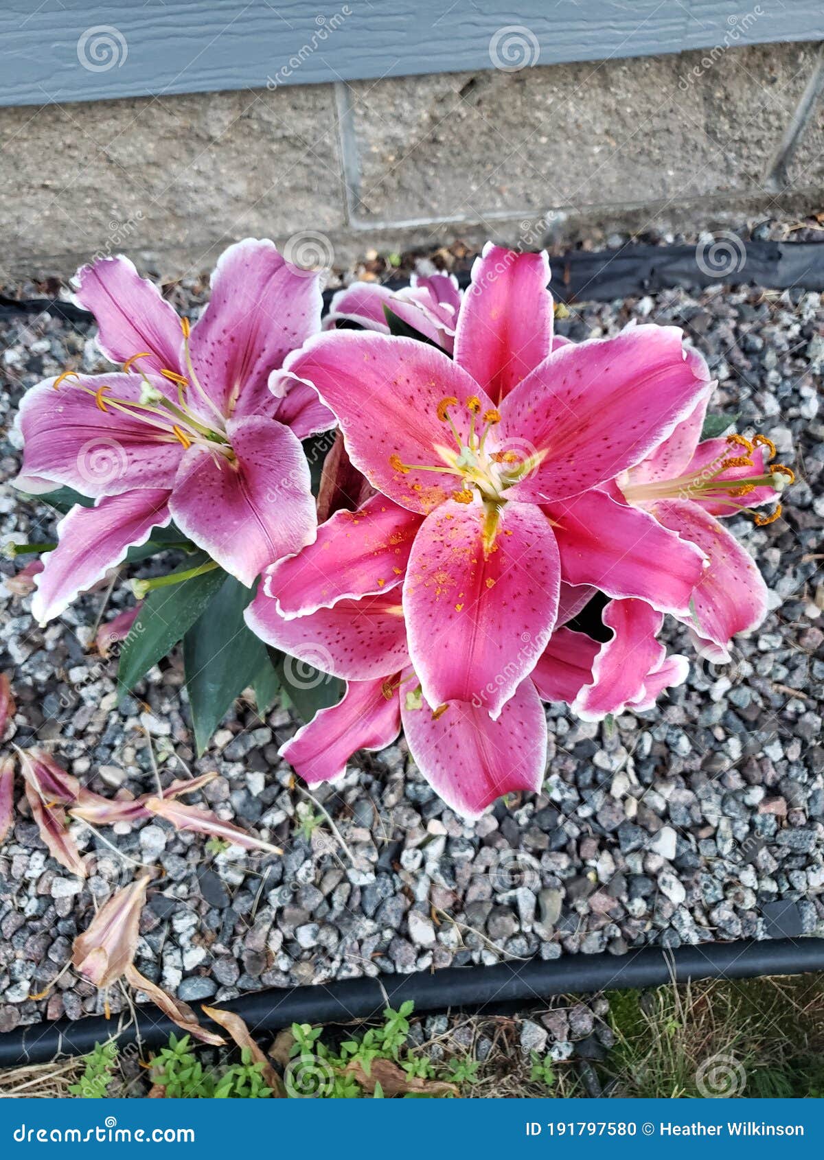 Bonito de rosa foto de archivo. Imagen de flor, rosa - 191797580