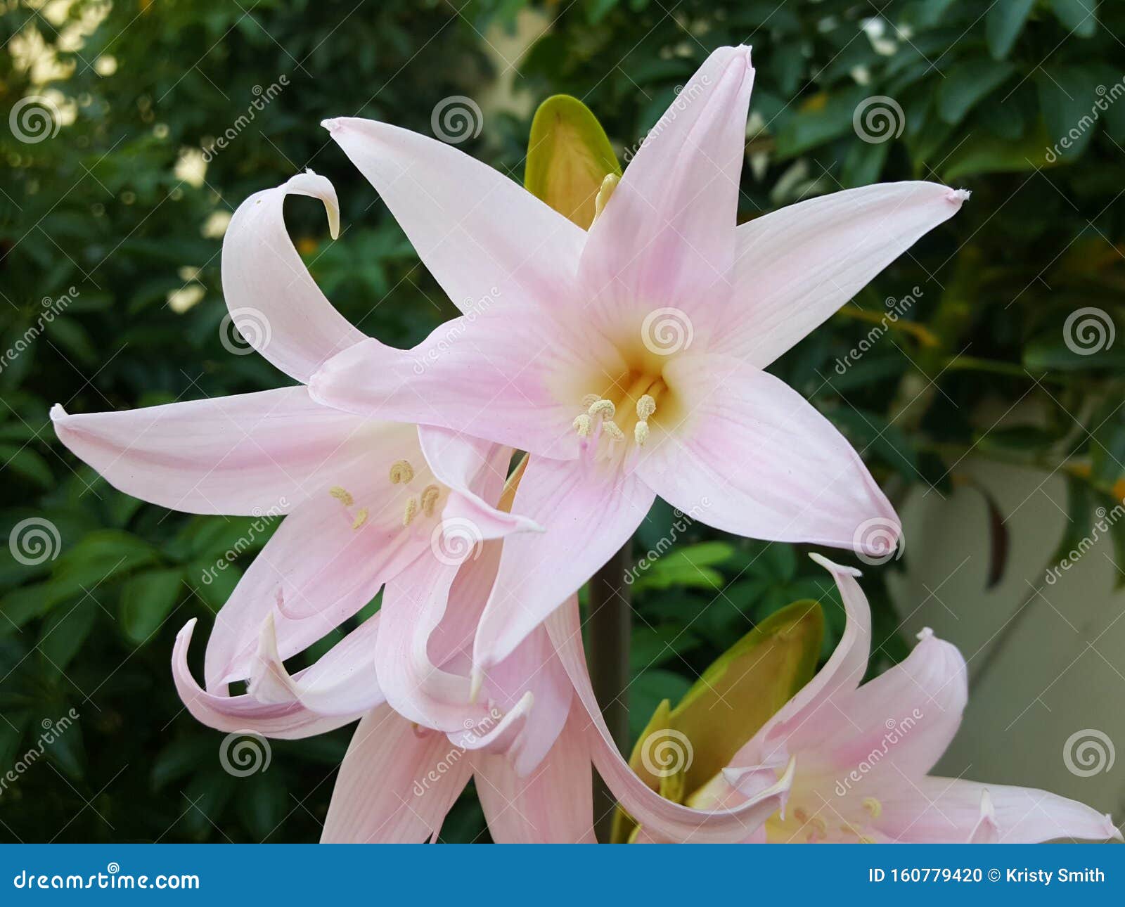 Bonito en rosa foto de archivo. Imagen de cubo, hermoso - 160779420