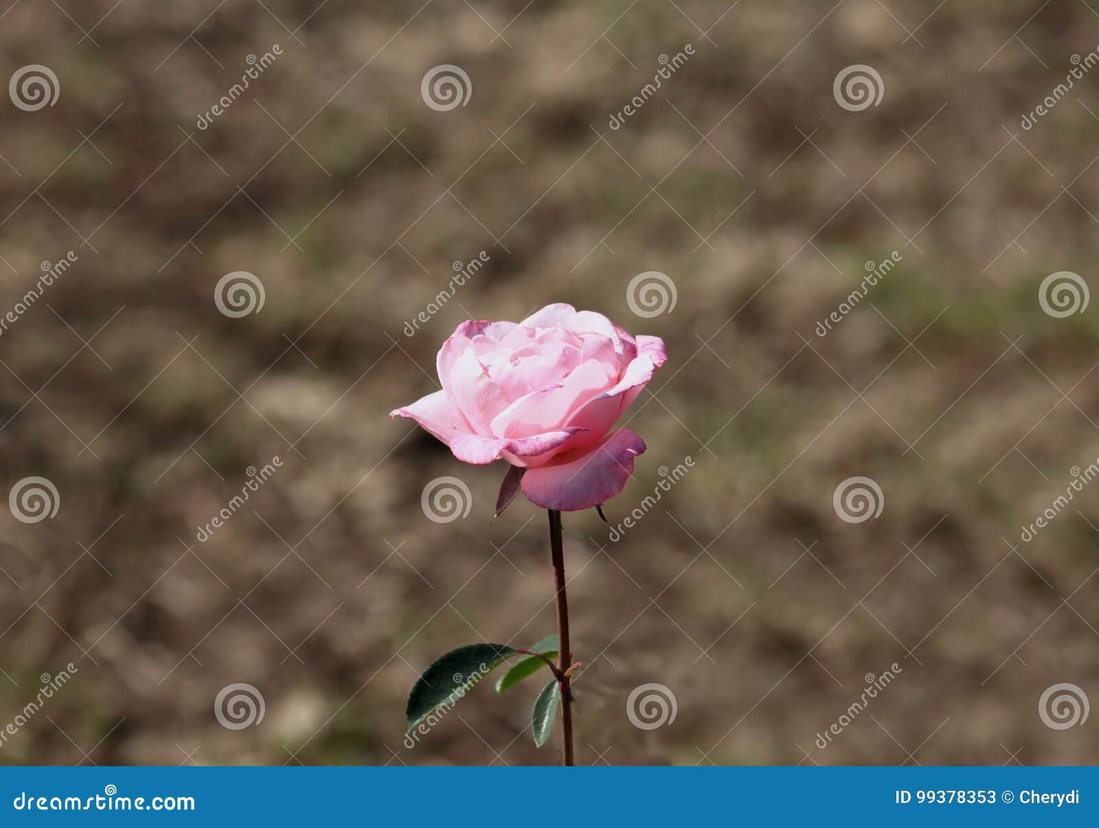 Bonito escolha cor-de-rosa imagem de stock. Imagem de verde - 99378353