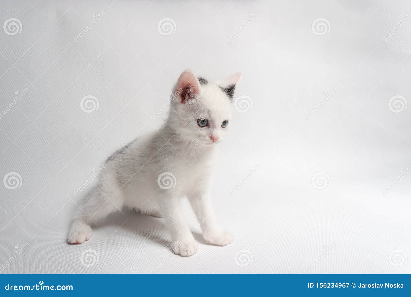 Bonito Gato Sentado, Siendo Atento Imagen de archivo - Imagen de ...