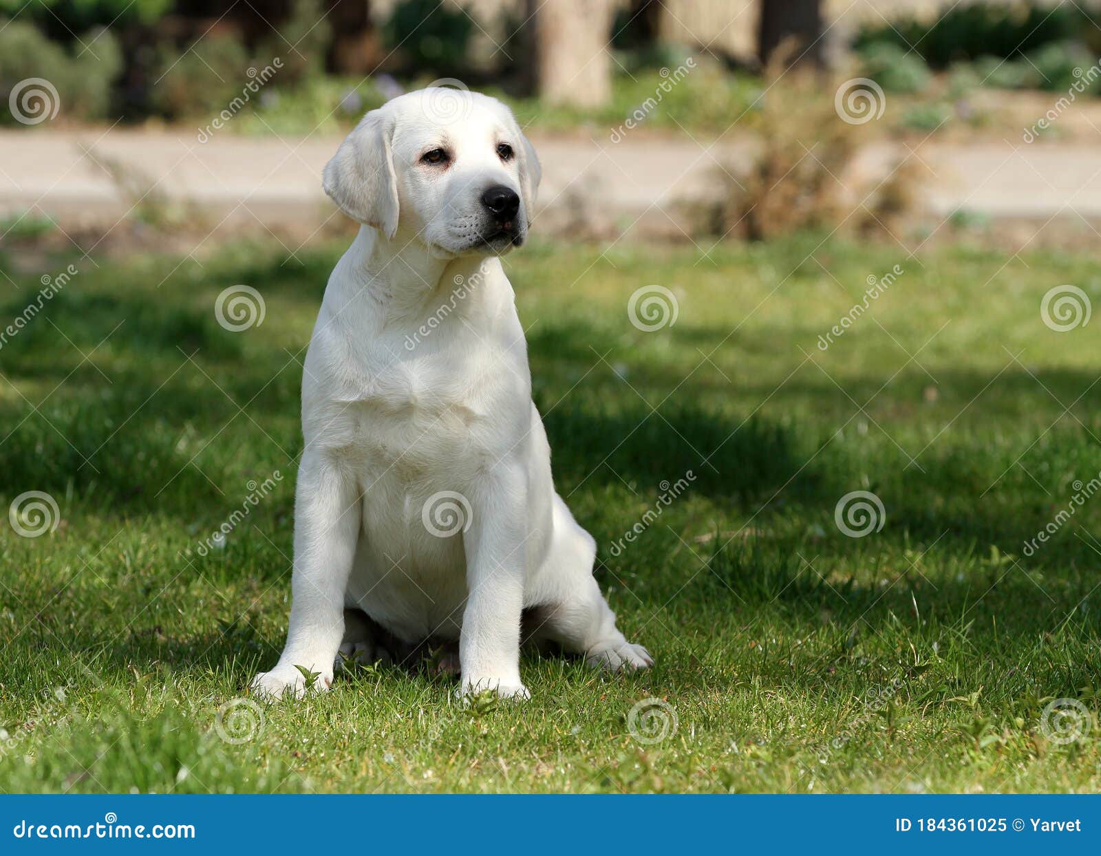 Bonito Labrador Amarillo Dulce En El Parque Imagen de archivo - Imagen ...
