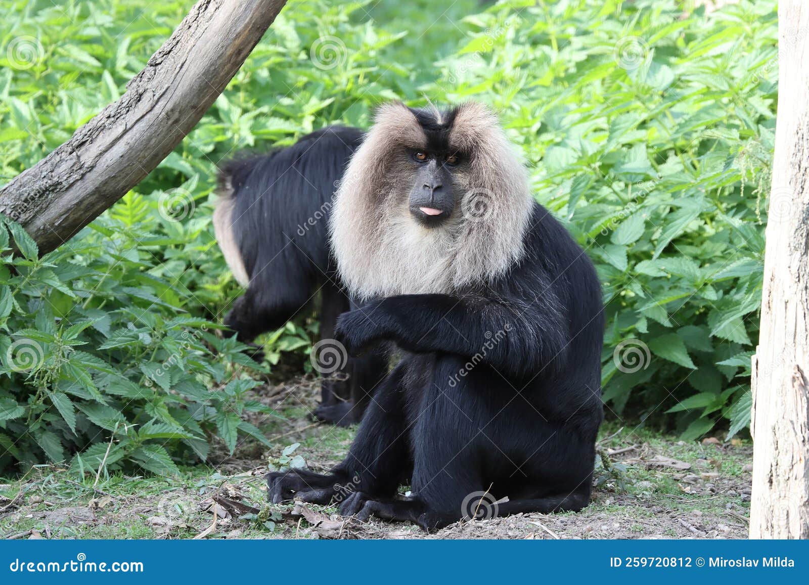 Bonito mono blanco y negro foto de archivo. Imagen de piel - 259720812