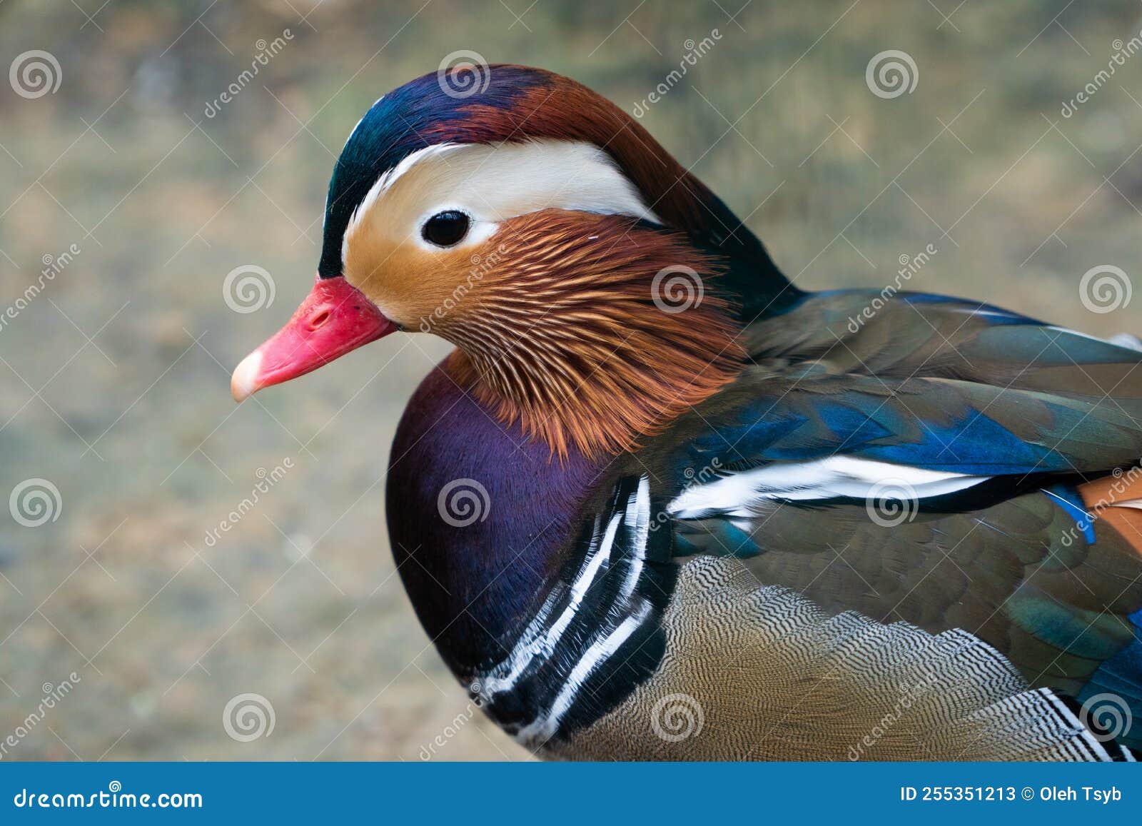 Bonito Pato Mandarin De Cierre. Imagen de archivo - Imagen de elegante ...