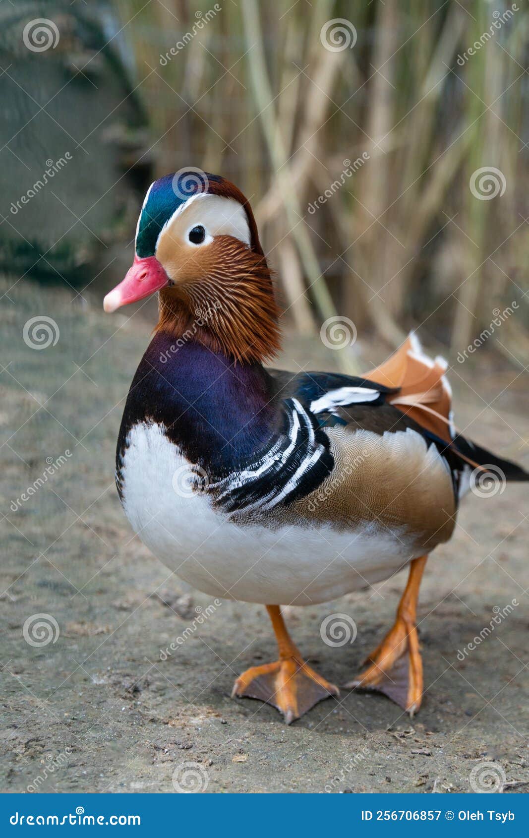 Bonito Pato Mandarin De Cierre. Imagen de archivo - Imagen de lago ...