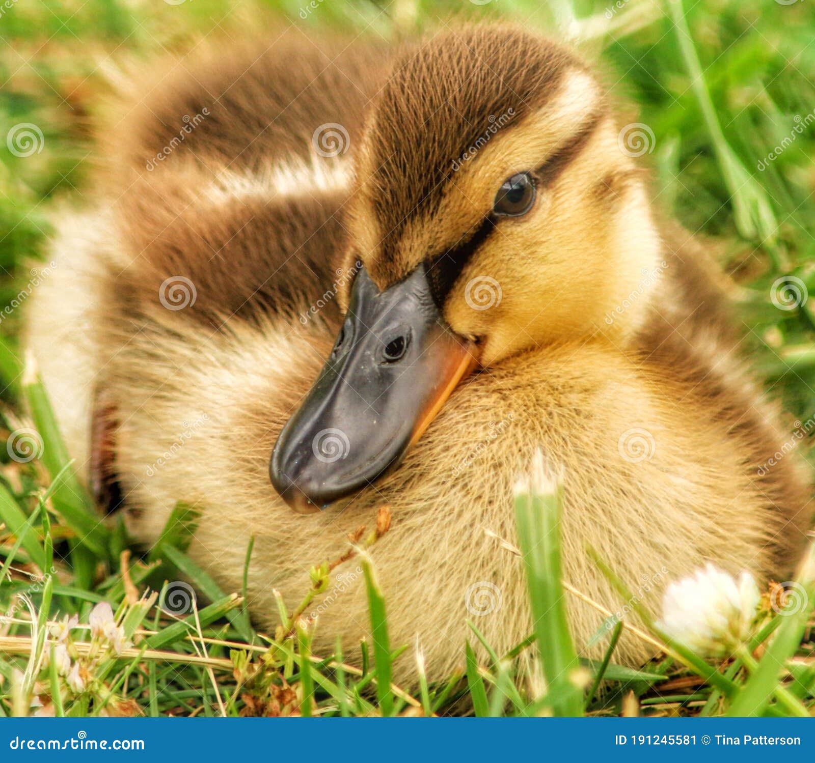 Bonito pato imagen de archivo. Imagen de indefinido - 191245581