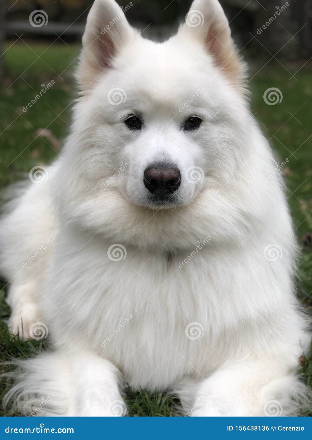 Bonito Perro Blanco Con Mucho Pelo, Tendido En El Yard Foto de archivo ...