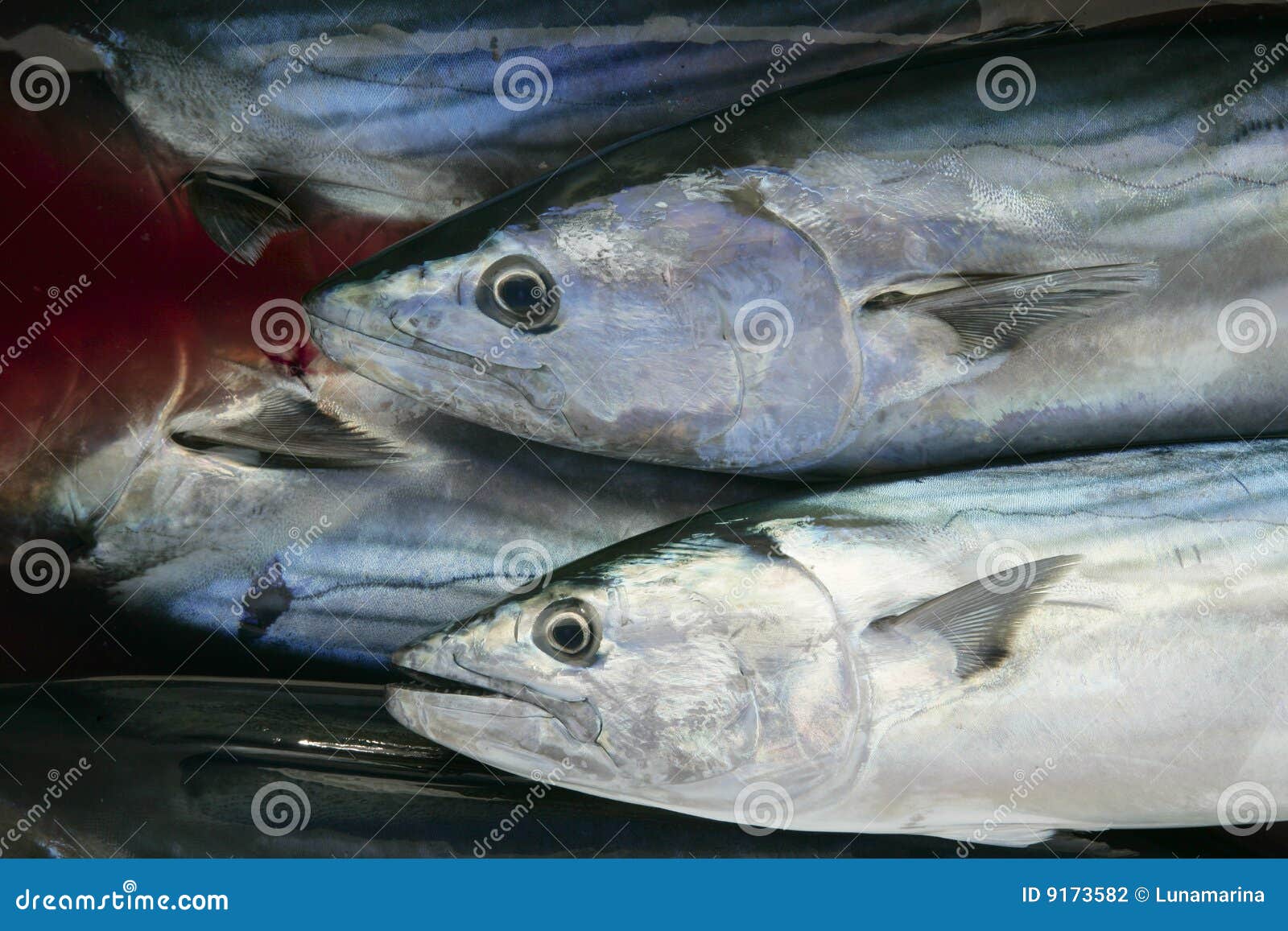 Bonito, Sarda Sarda on Bloody Water Stock Photo - Image of fish ...