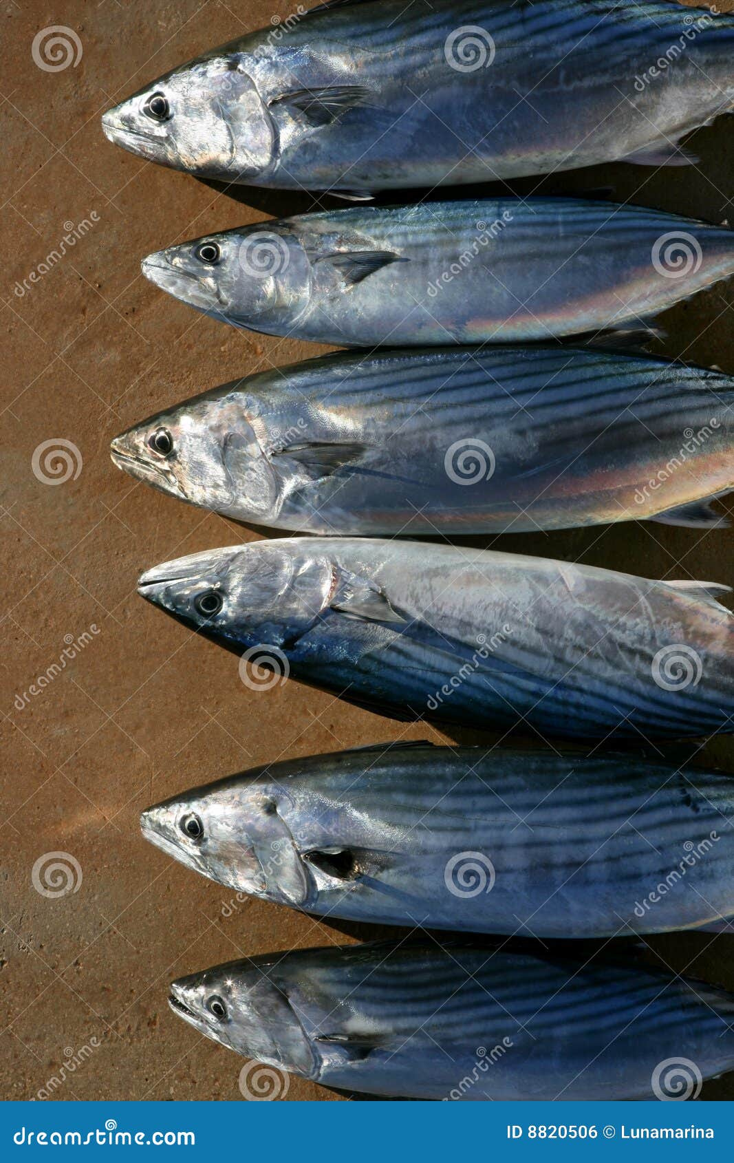 Bonito, Skipjack Tuna, Sarda Sarda in a Row Stock Photo - Image of ...