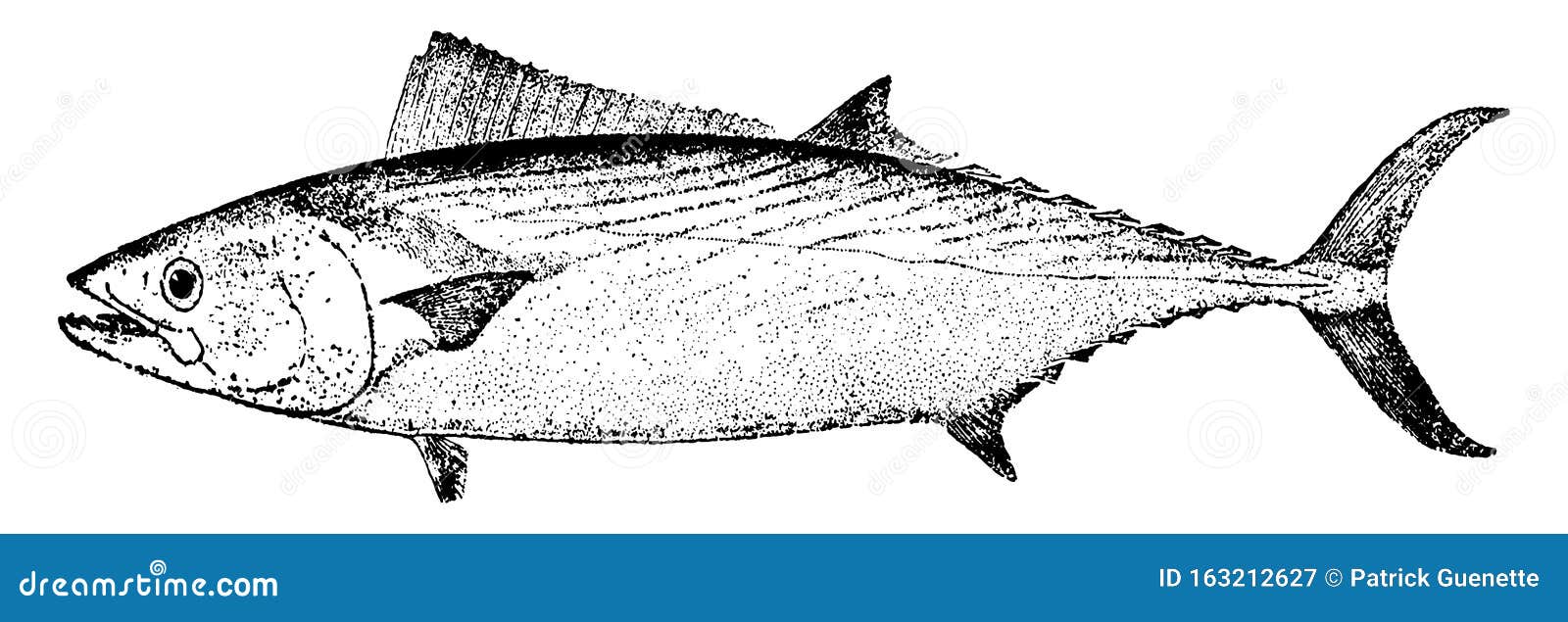 Bonito, Vintage Illustration Stock Vector - Illustration of vintage ...