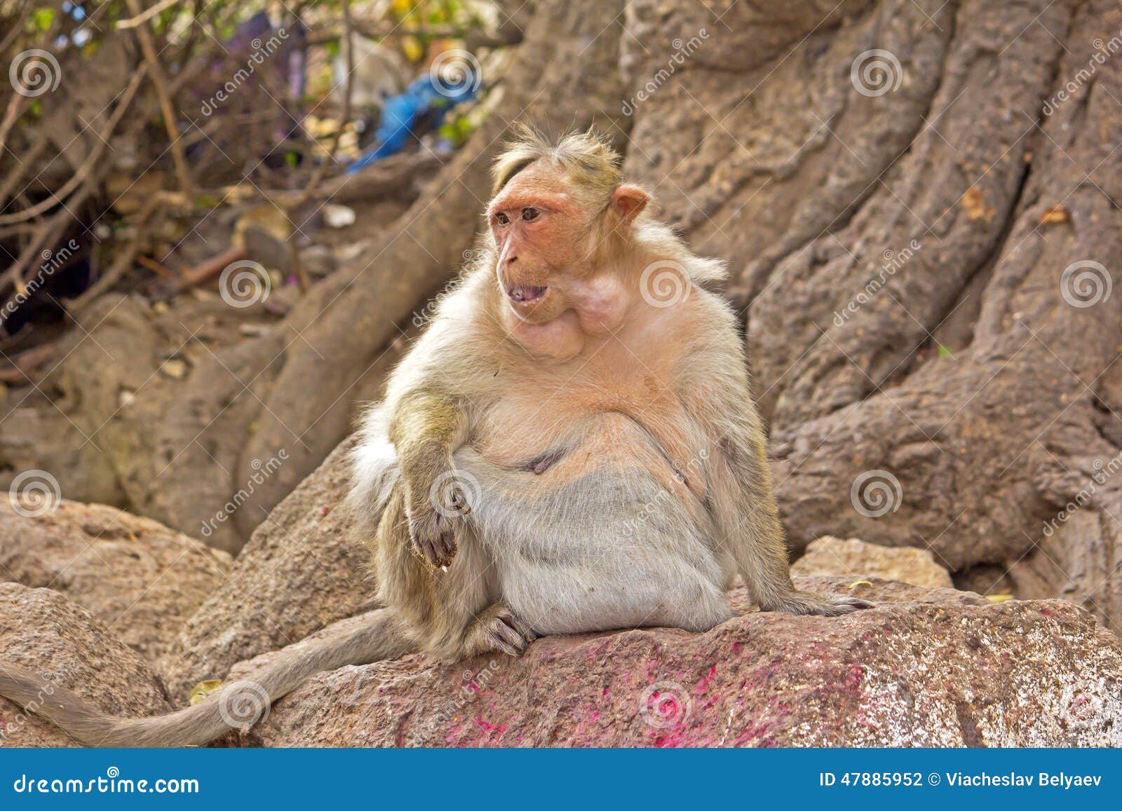 Bonnet macaque stock photo. Image of india, wild, wildlife - 47885952
