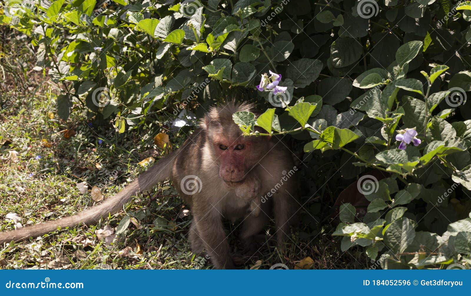 Infected Monkey Hiding in a Bush Stock Photo - Image of sitting, mammal ...
