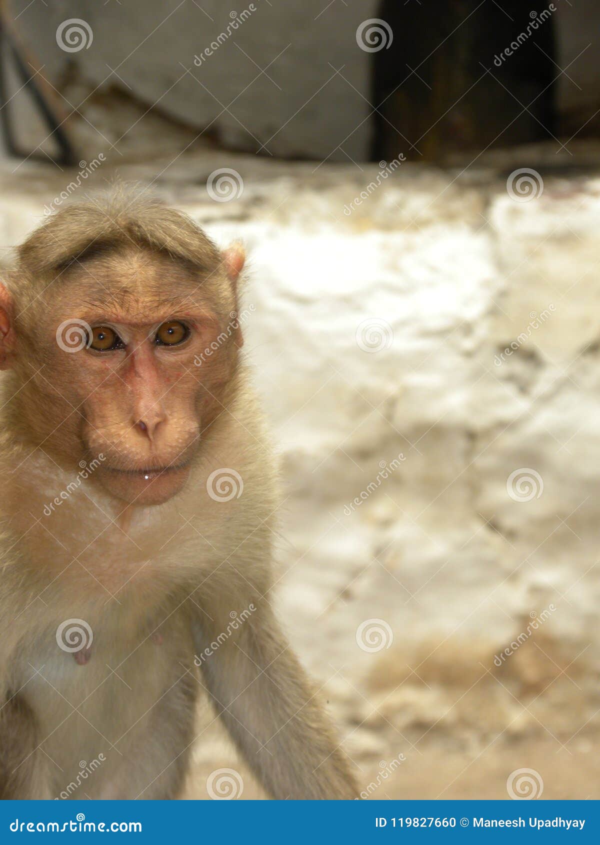 Bonnet Macaque, Macaca Radiata Monkey Stock Photo - Image of hills ...