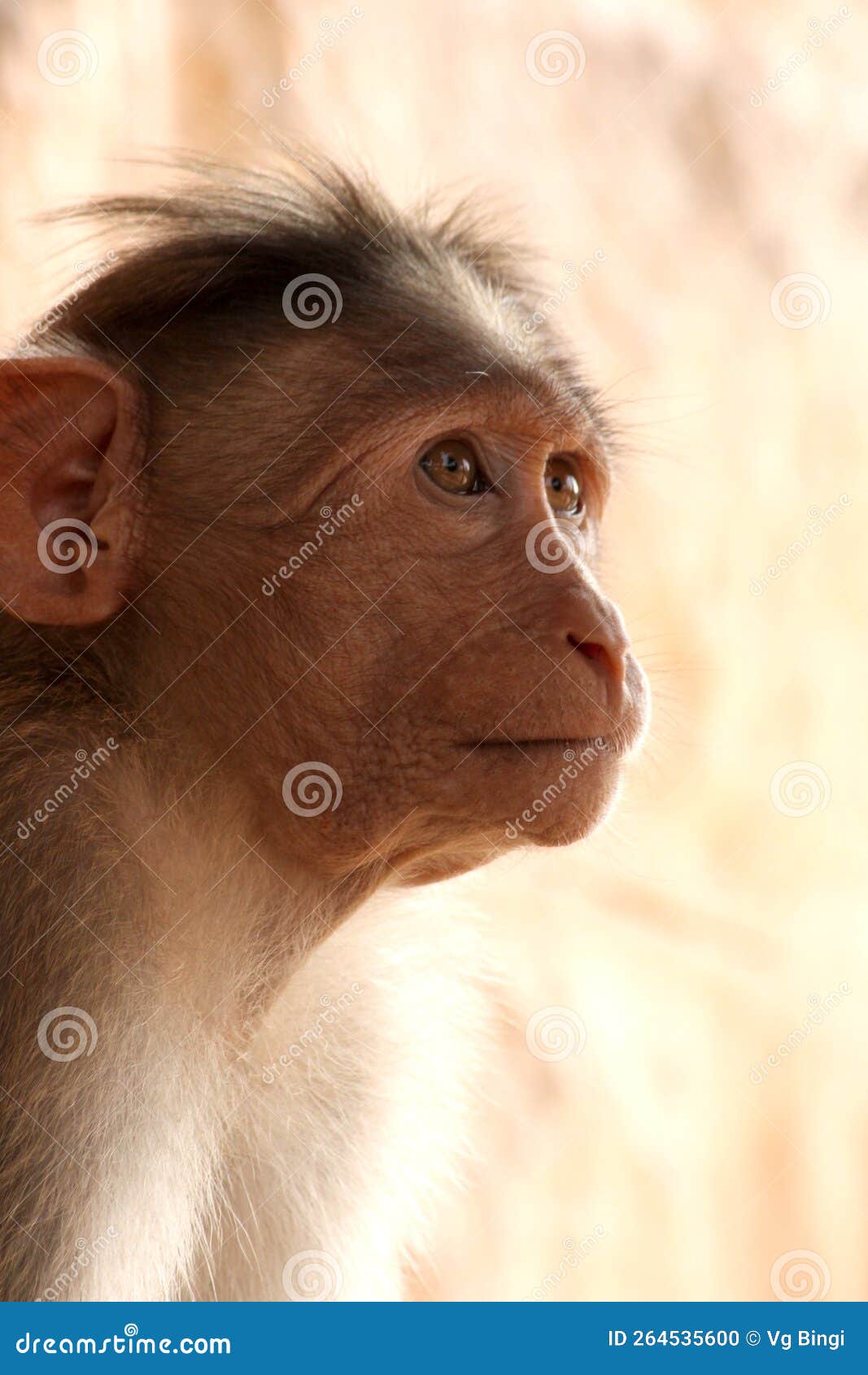 Bonnet Macaque Monkey in Badami Fort Stock Photo - Image of sitting ...