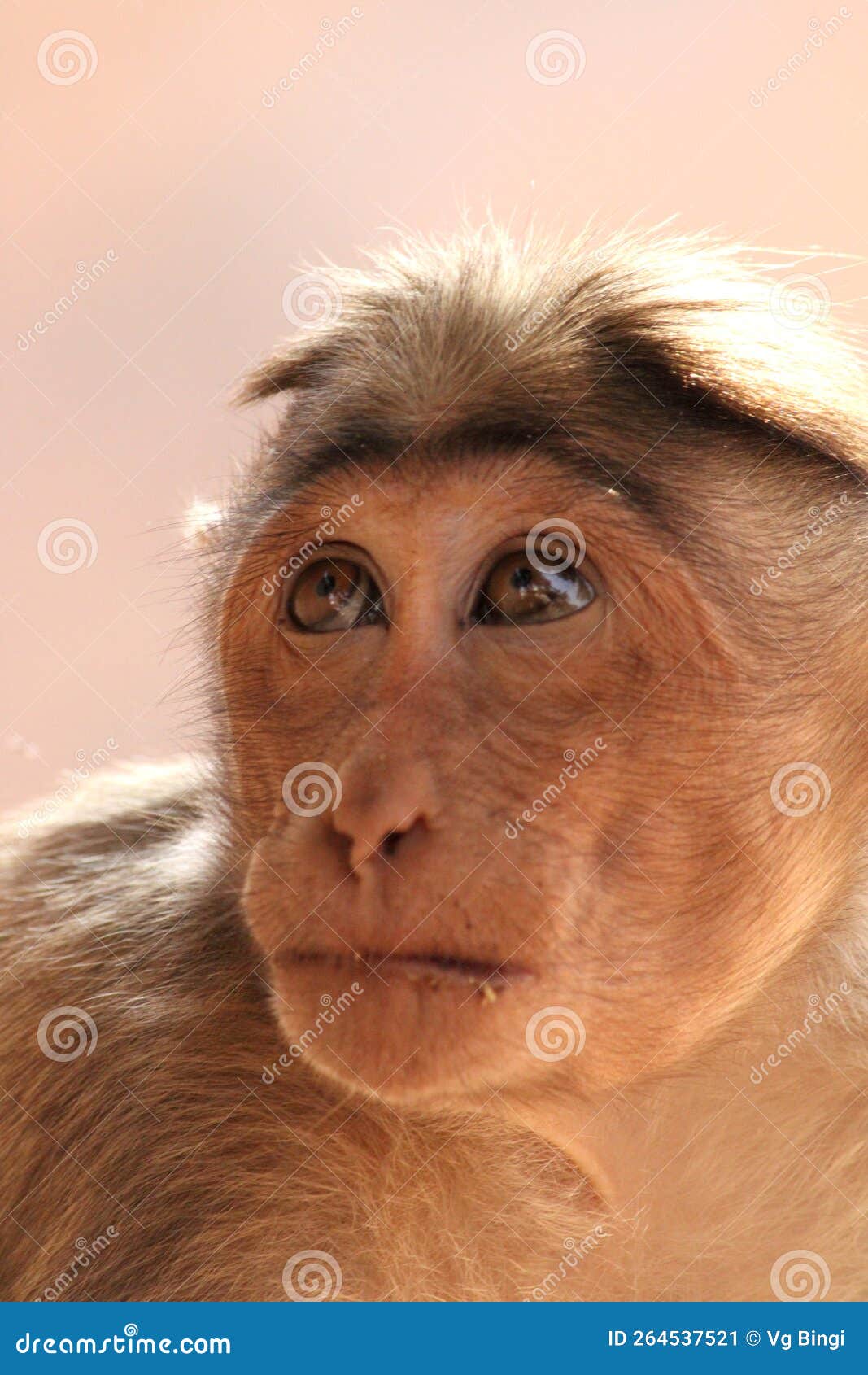 Bonnet Macaque Monkey in Badami Fort Stock Image - Image of wildlife ...