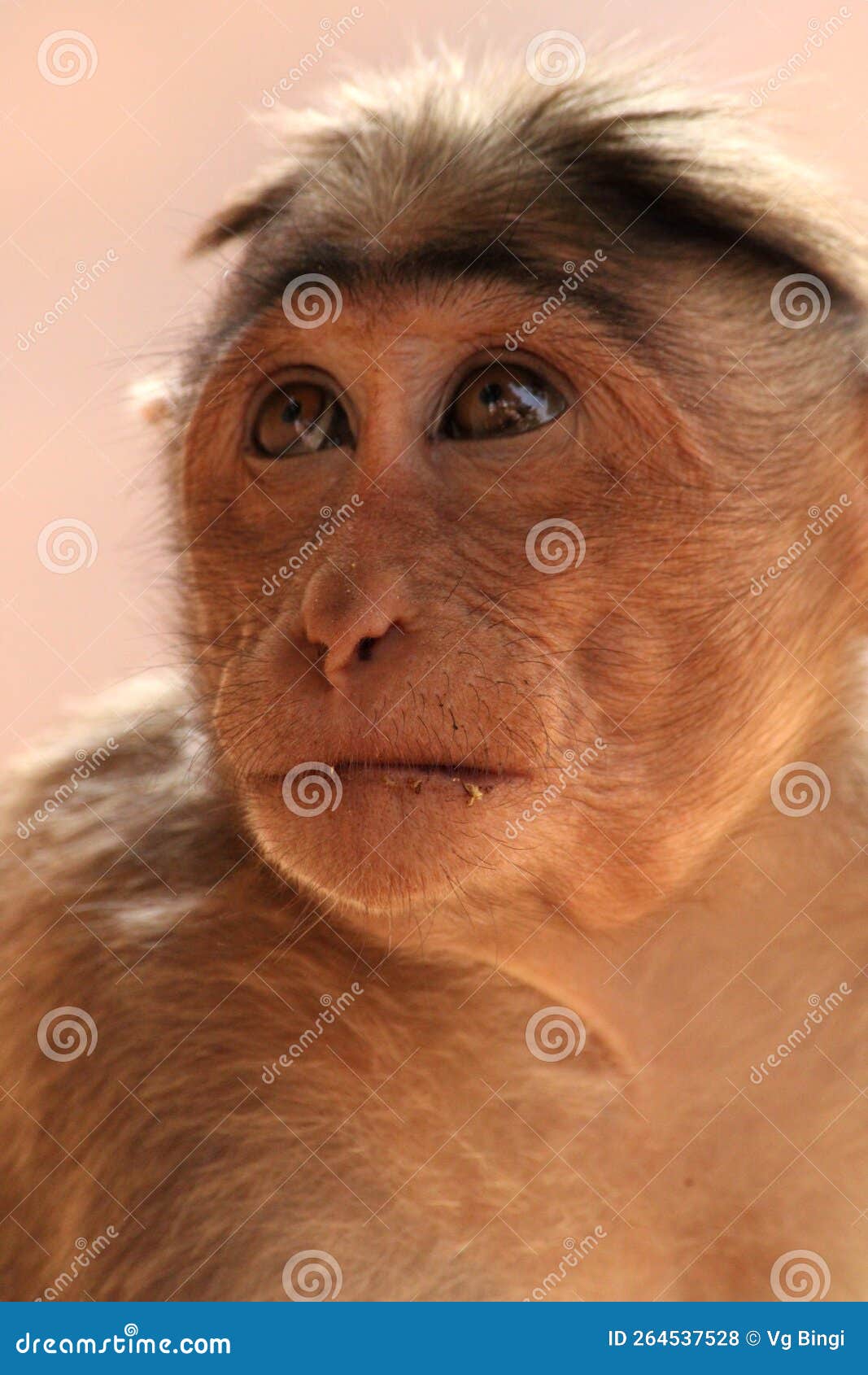 Bonnet Macaque Monkey in Badami Fort Stock Photo - Image of park, fort ...