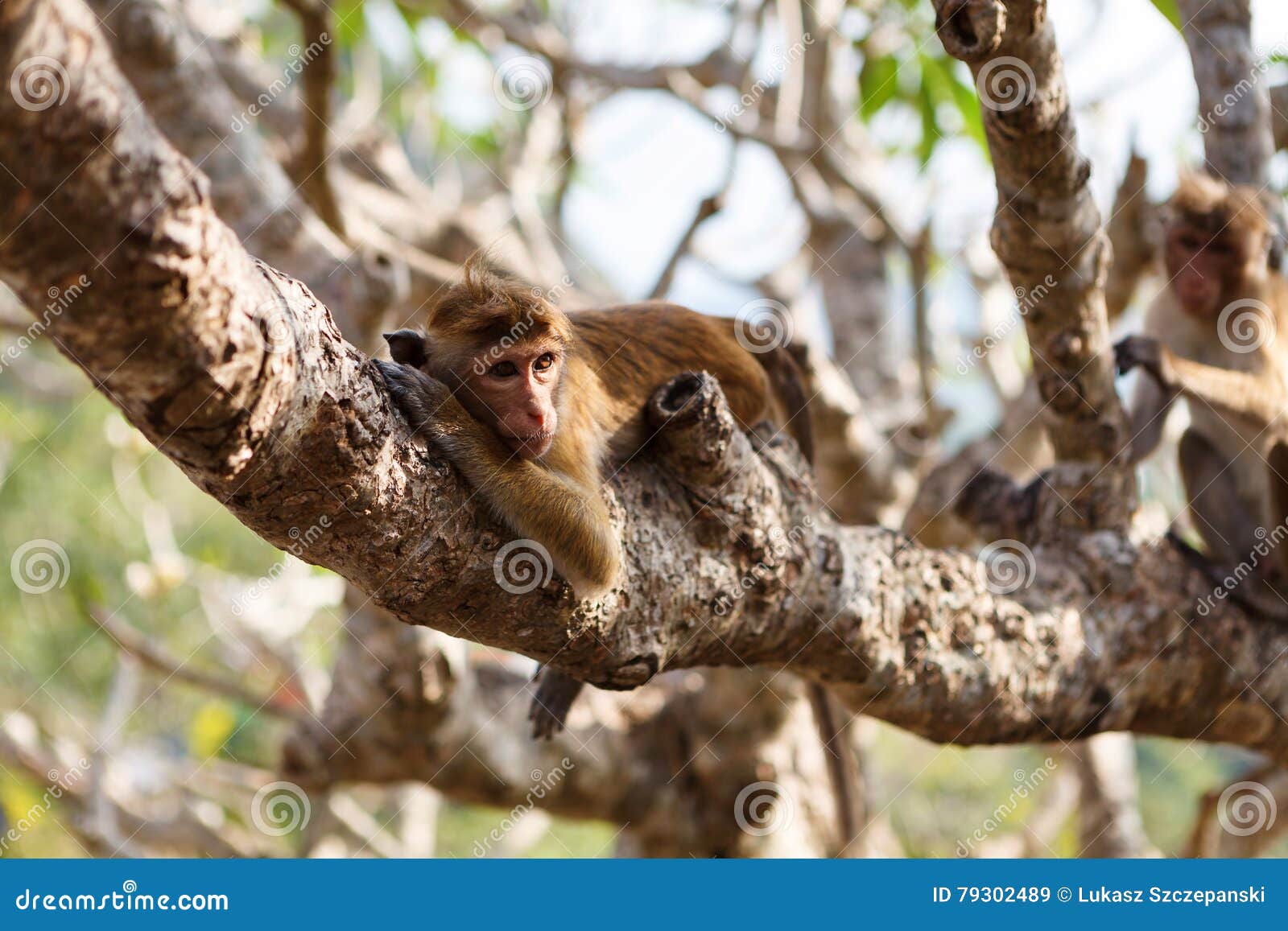 Bonnet Macaque Monkey Lying Tree Stock Photos - Free & Royalty-Free ...