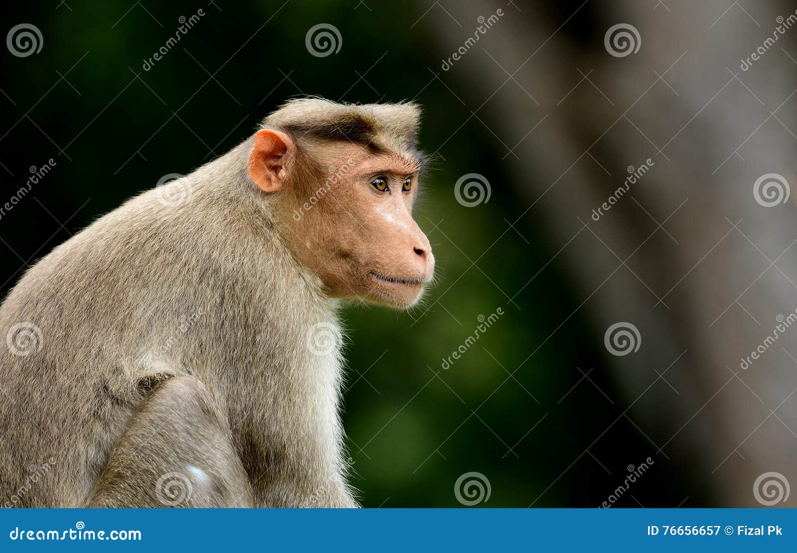Bonnet Macaque Monkey stock image. Image of baboon, snout - 76656657