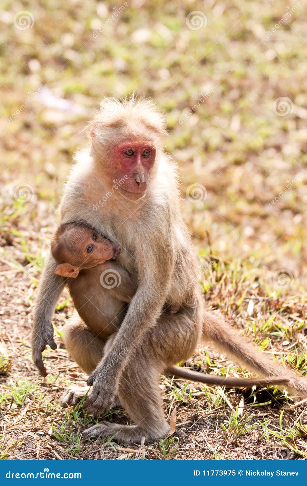Bonnet Macaque Nursing stock image. Image of female, alert - 11773975