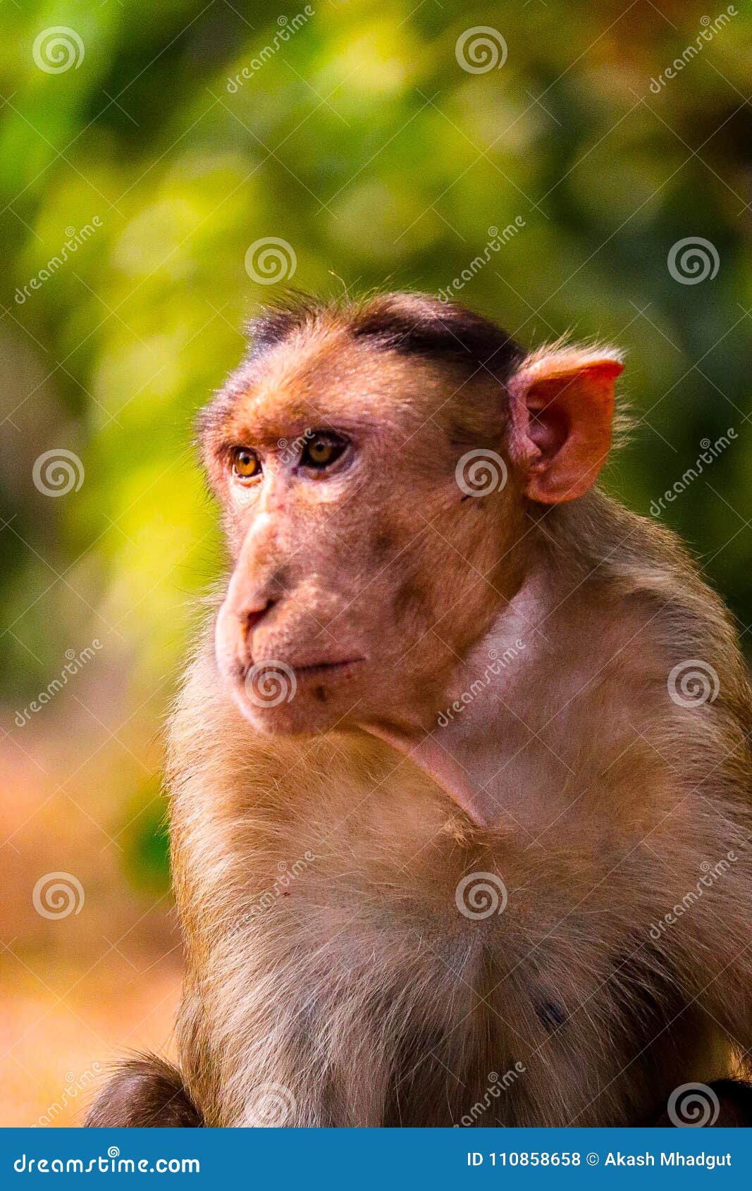 Bonnet macaque stock photo. Image of closeup, monkey - 110858658