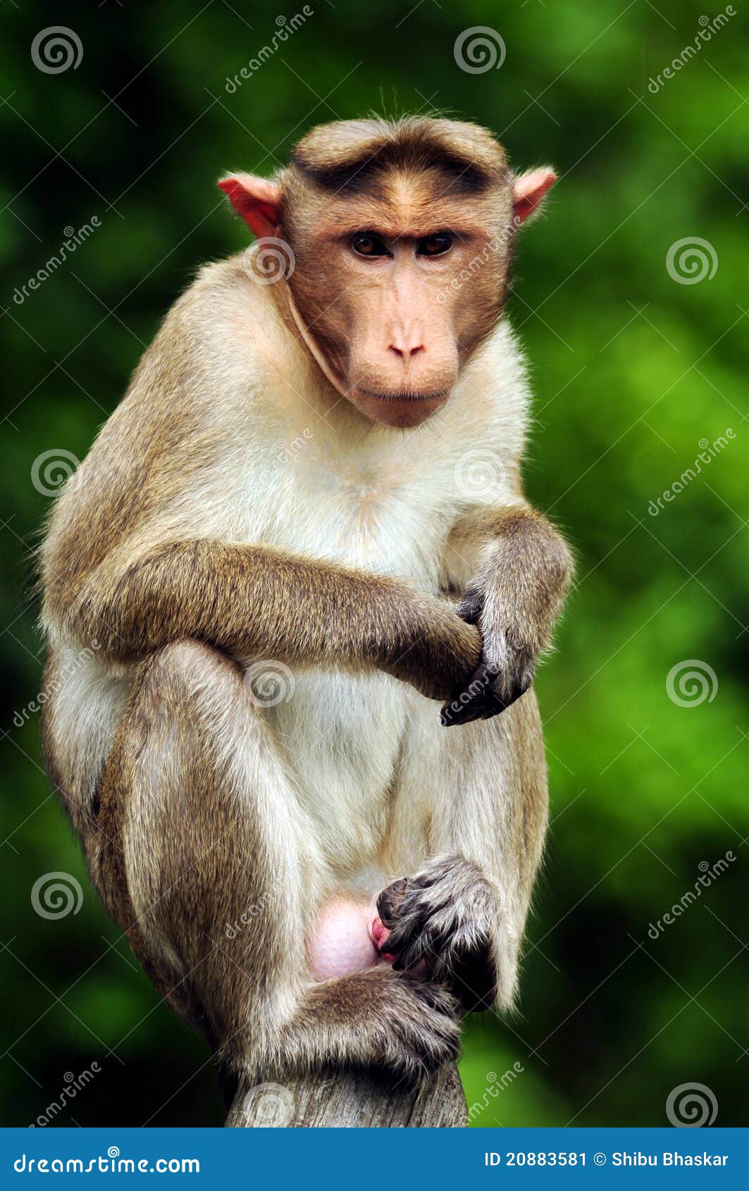 Bonnet Macaque Portrait stock image. Image of western - 20883581